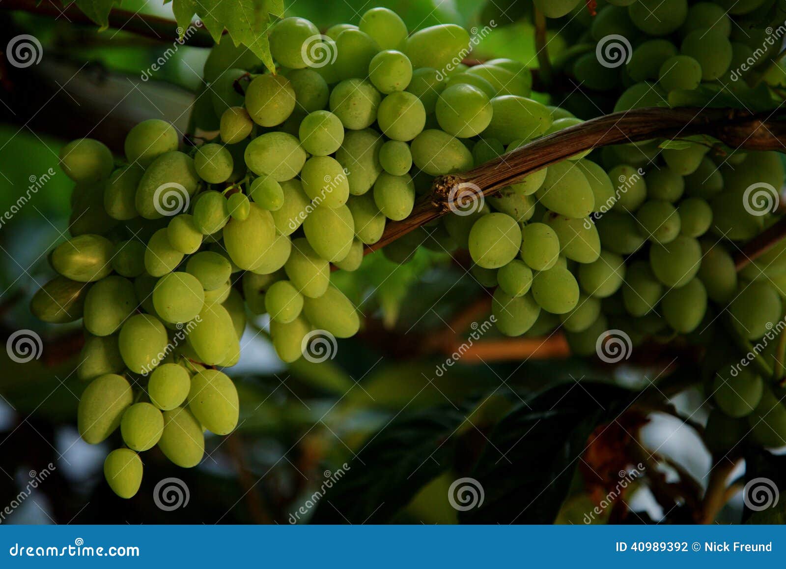 Grapes on tree stock photo. Image of green, country, background - 40989392