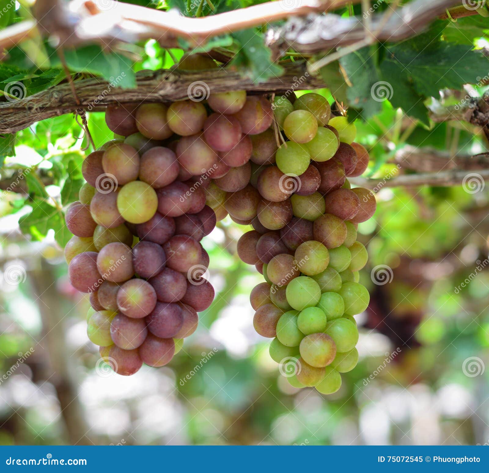 Grapes on the tree stock image. Image of phan, asia, travel - 75072545