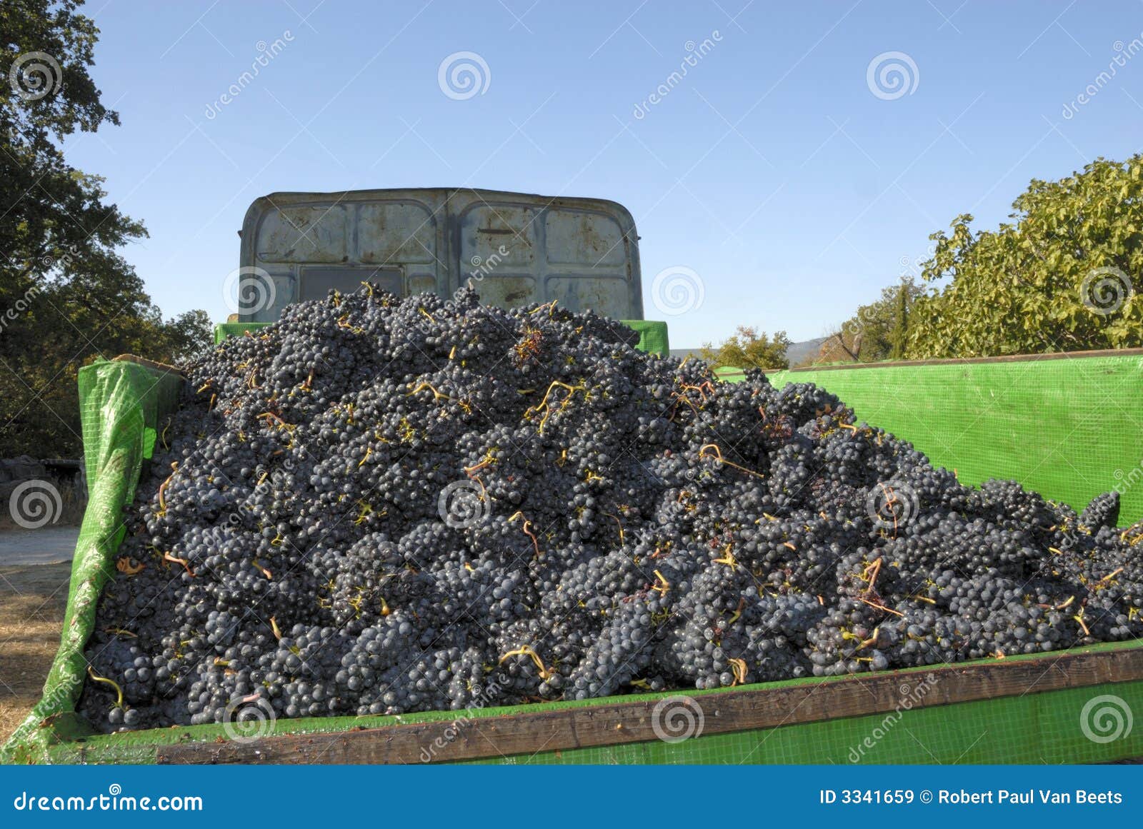 Grapes in a truck stock image. Image of grape, green, cave - 3341659