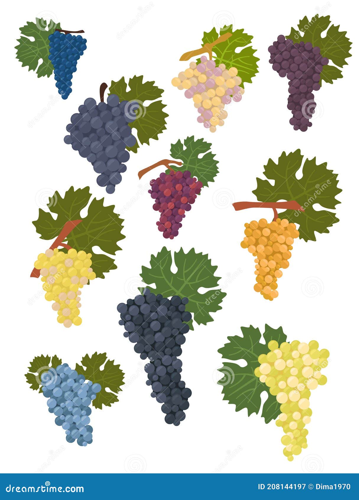 Grapes Varieties for Wine. Winemaking Infographic Stock Vector ...