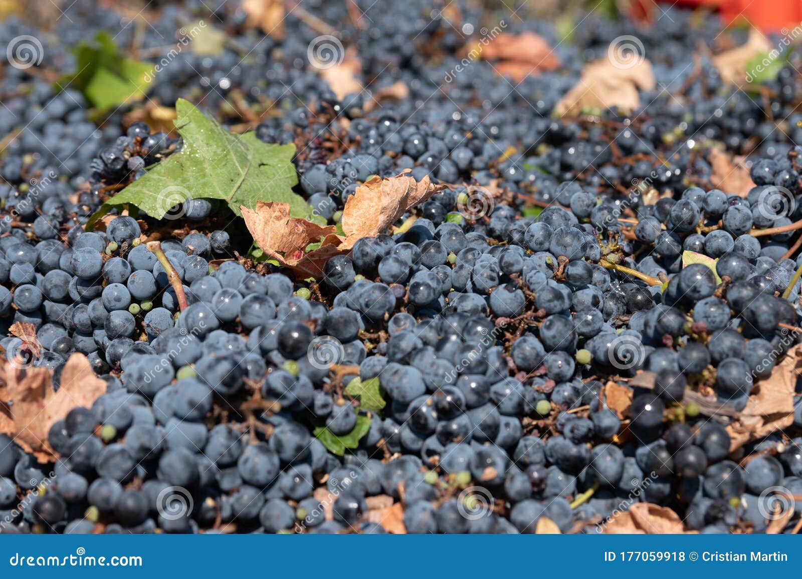 Selection of the Best Grapes To Make Premium Wines is Done by Hand ...
