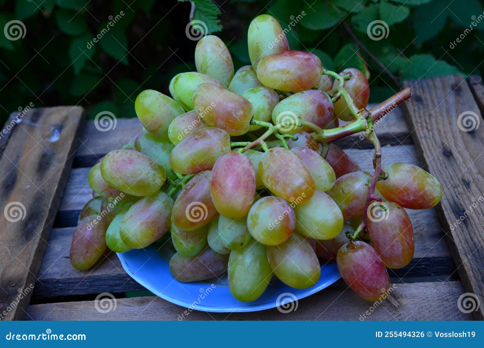 Grapes of the Victor Variety Lie on a Plate. Stock Photo - Image of ...