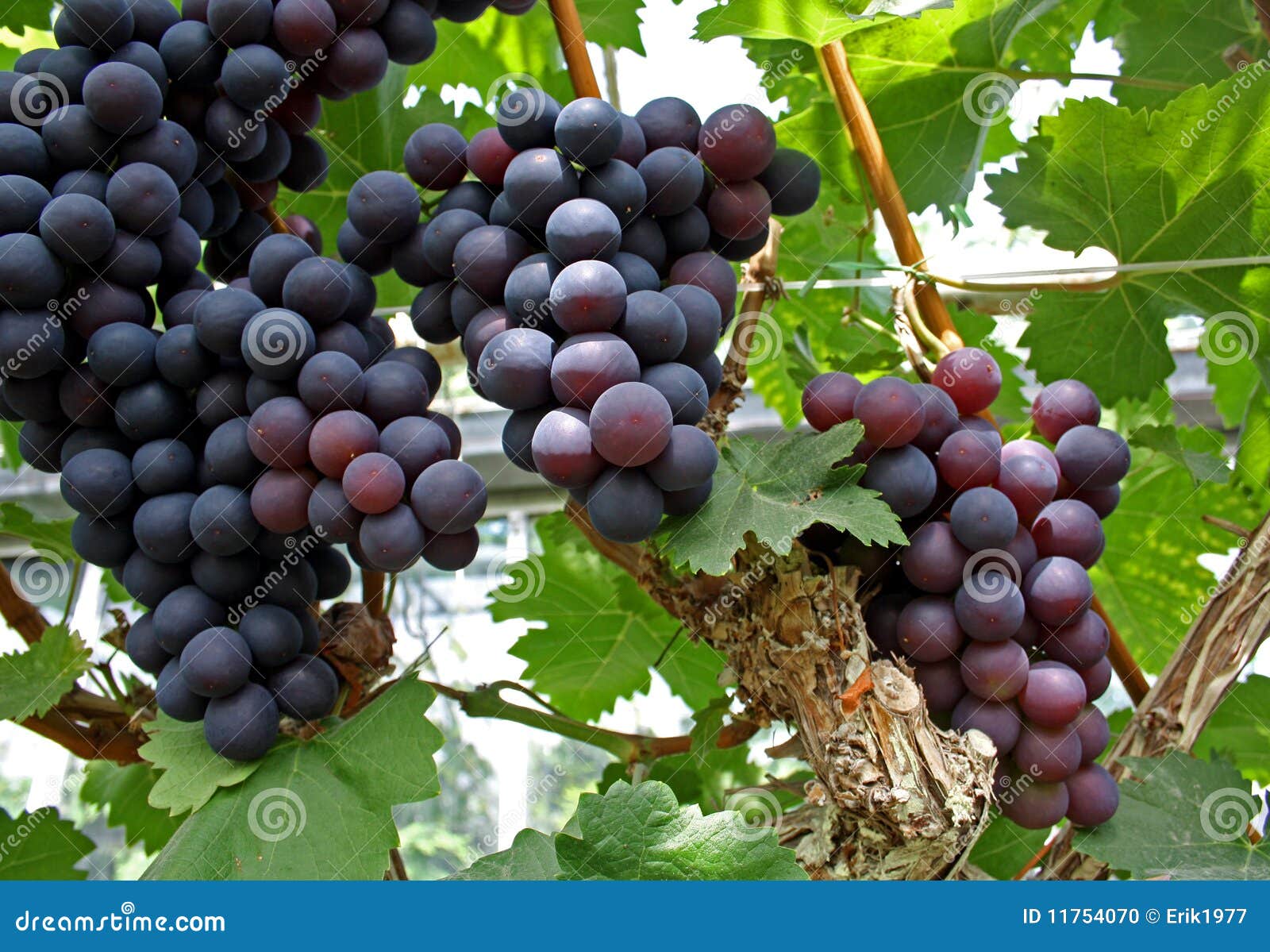 Grapes on vine stock photo. Image of farm, food, harvest - 11754070