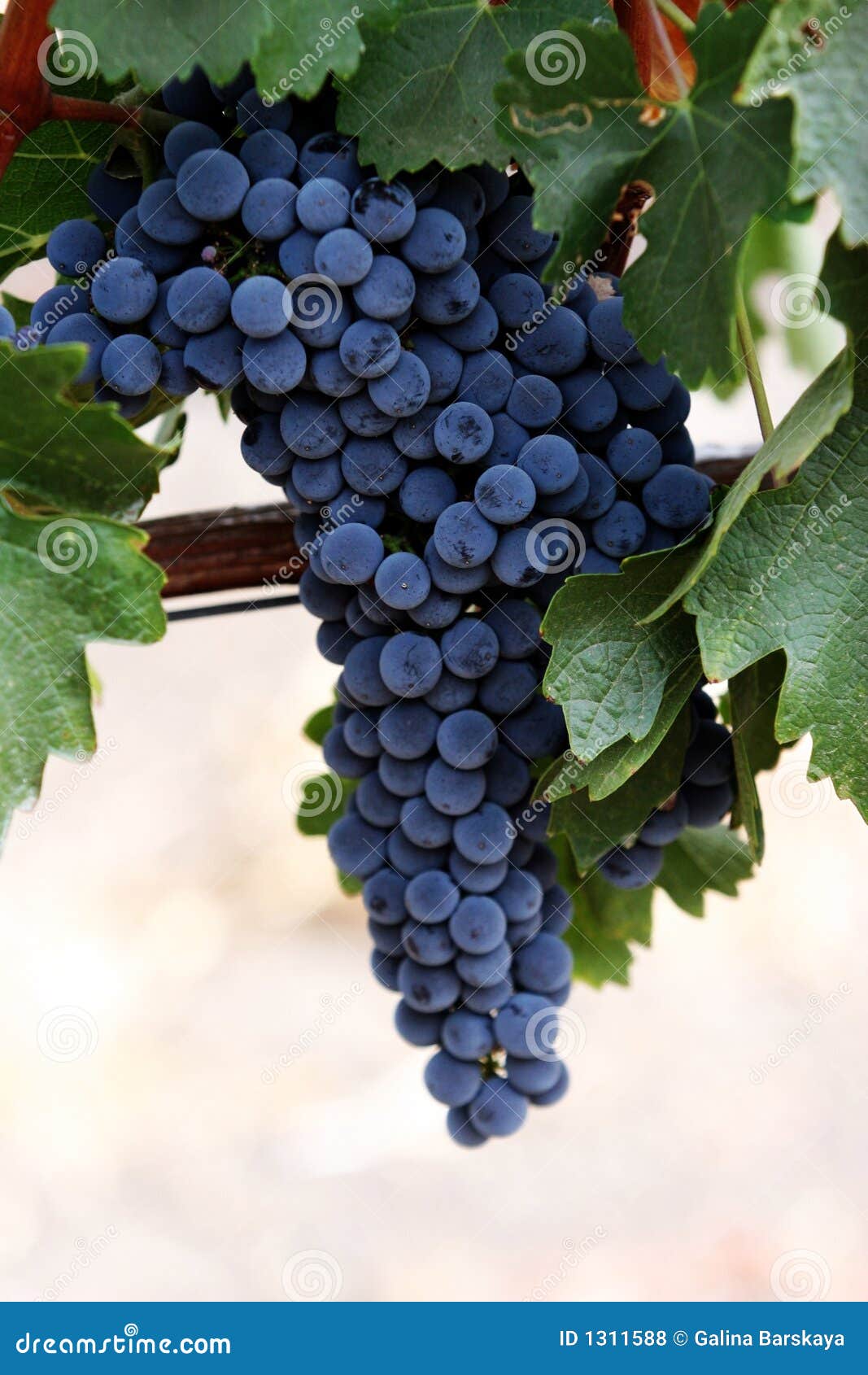 Grapes on a vine stock photo. Image of vintner, purple - 1311588
