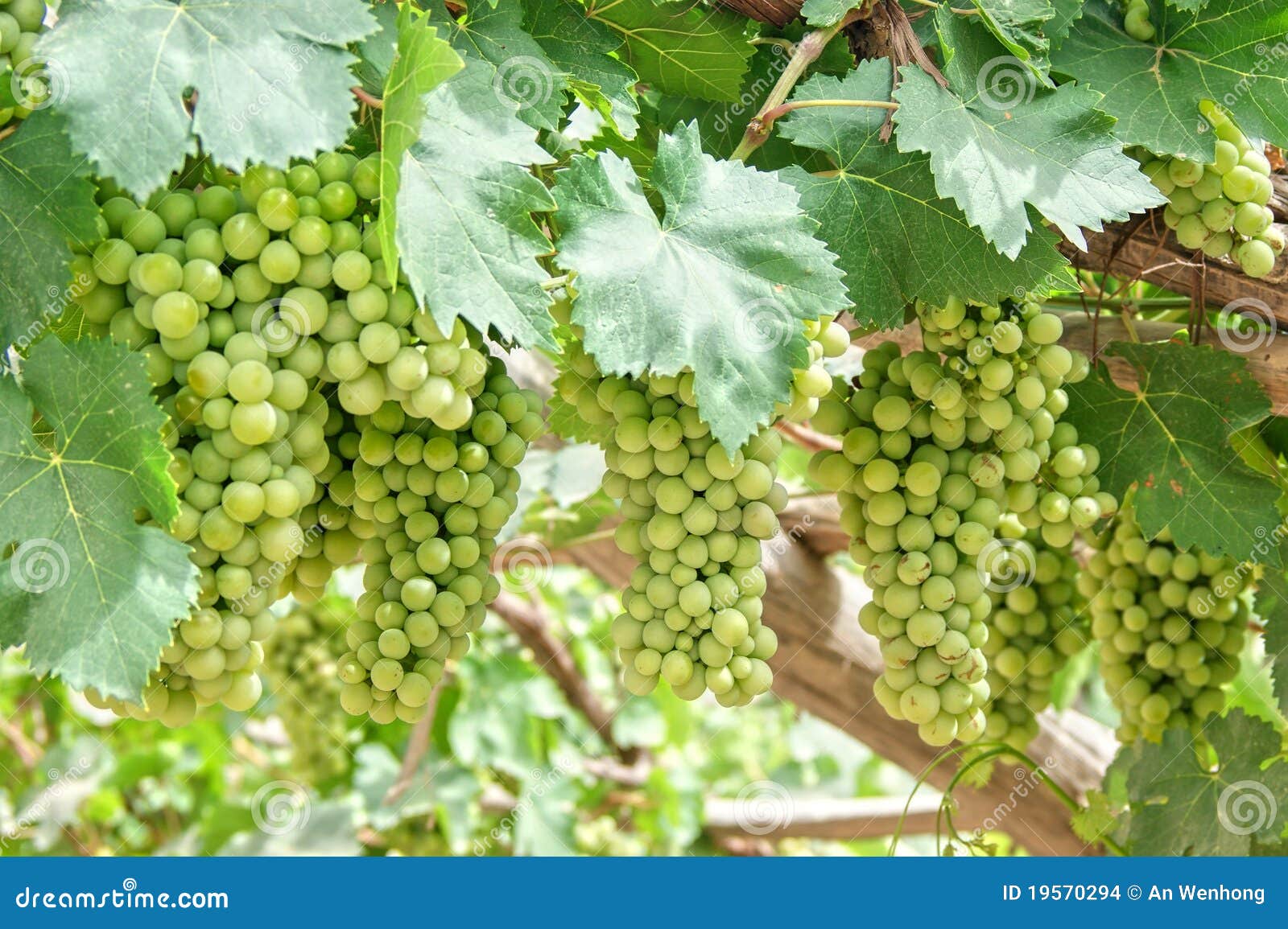 Grapes on the vine stock photo. Image of string, grape - 19570294