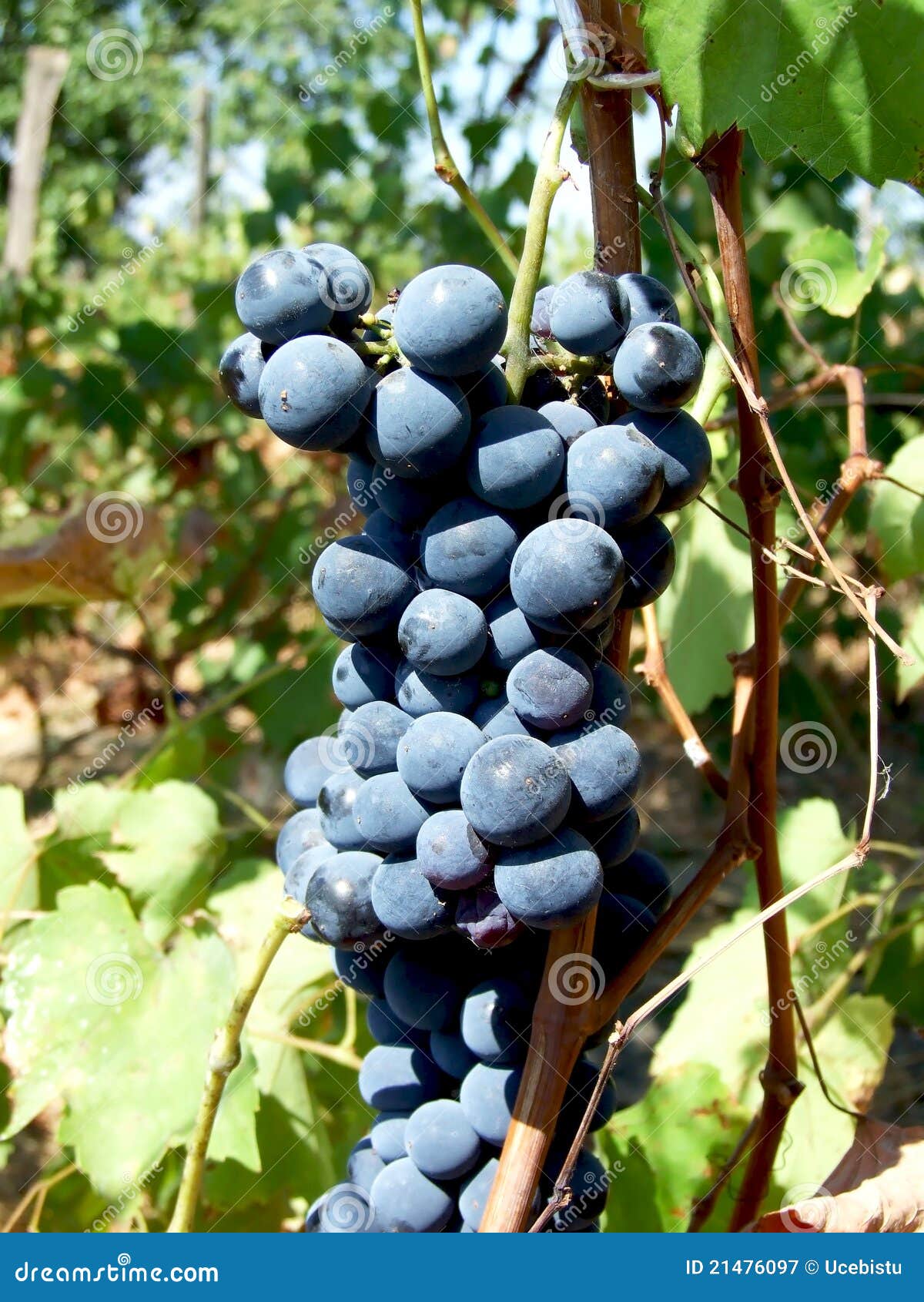 Grapes on the vine stock image. Image of industry, viticulture - 21476097