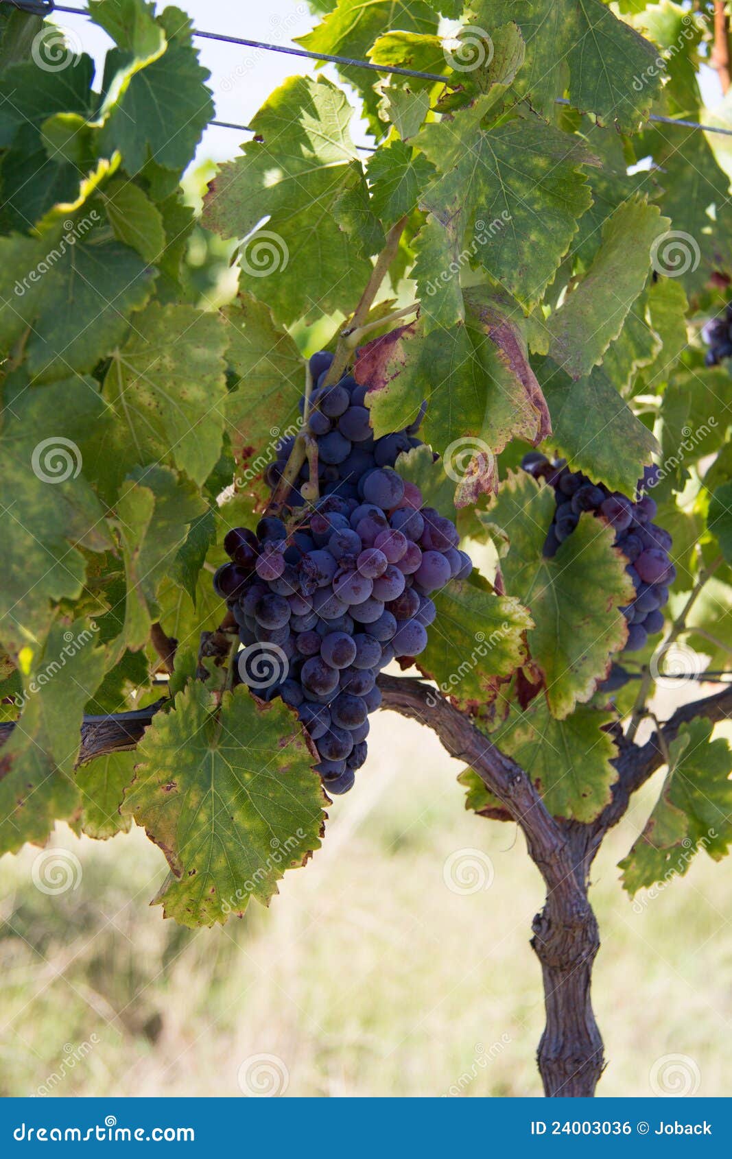 Grapes on vine stock photo. Image of wine, vineyard, cabernet - 24003036