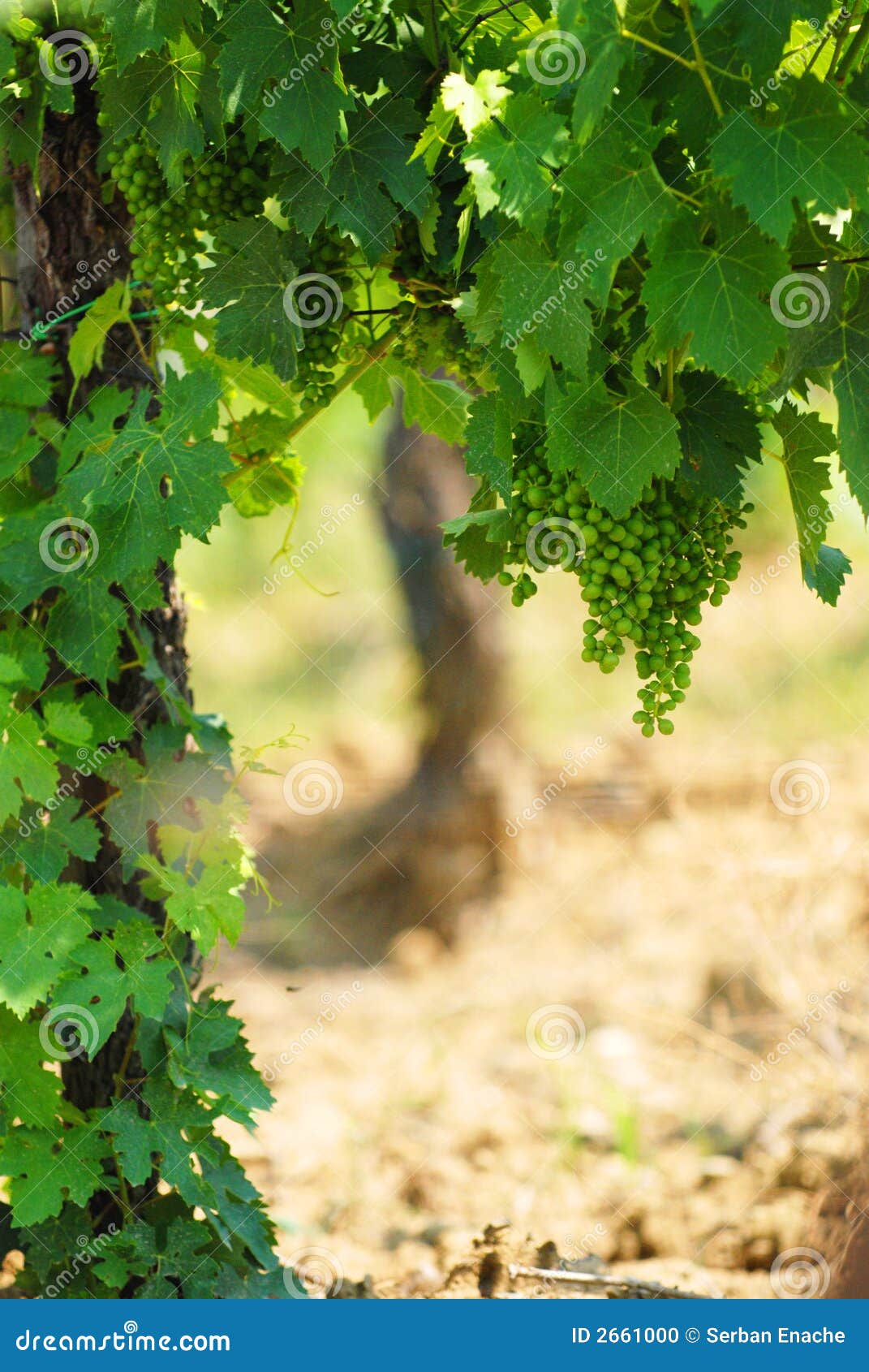 Grapes on Vine stock photo. Image of growing, vineyard - 2661000