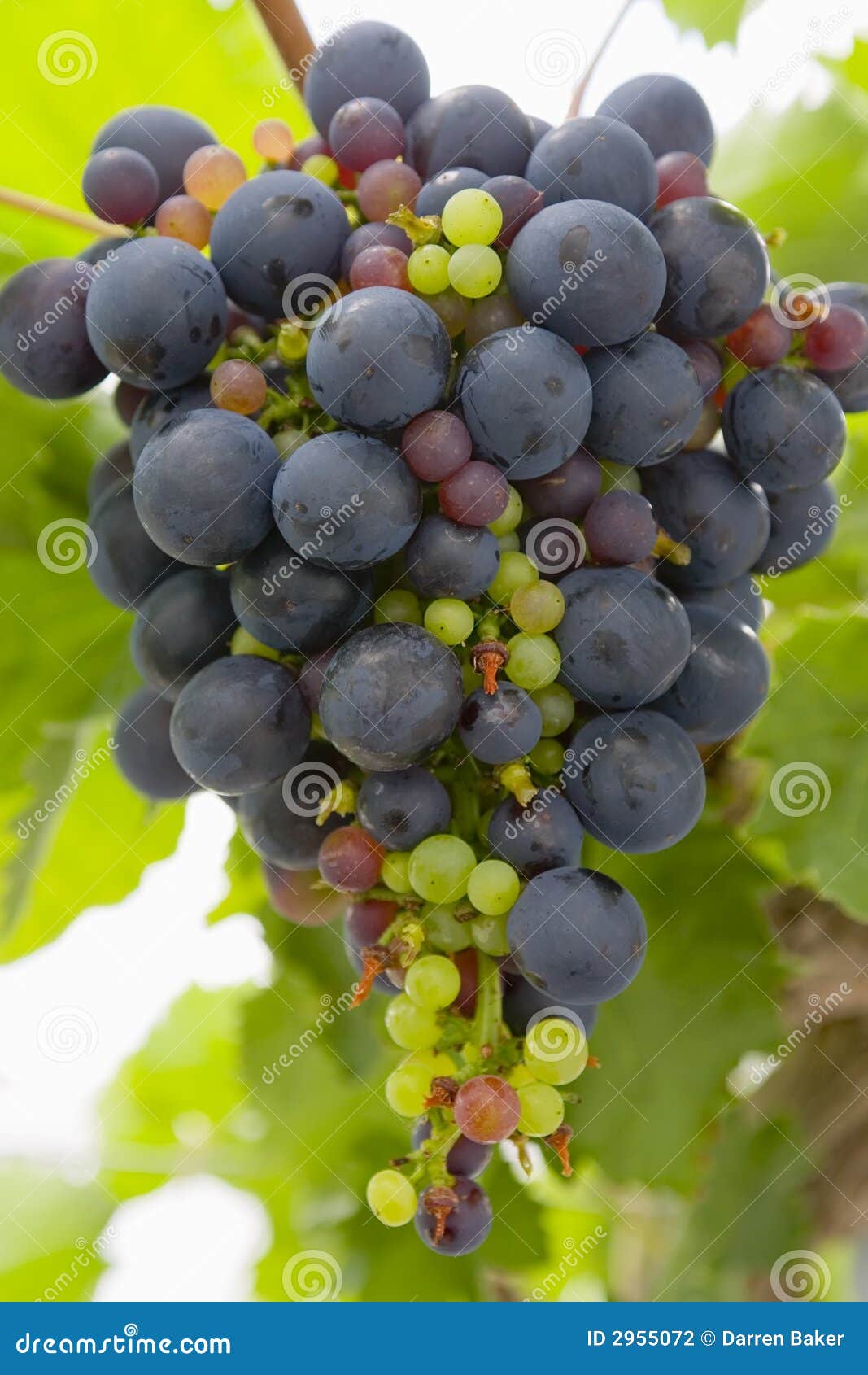 Grapes on the Vine stock photo. Image of bunch, succulent - 2955072