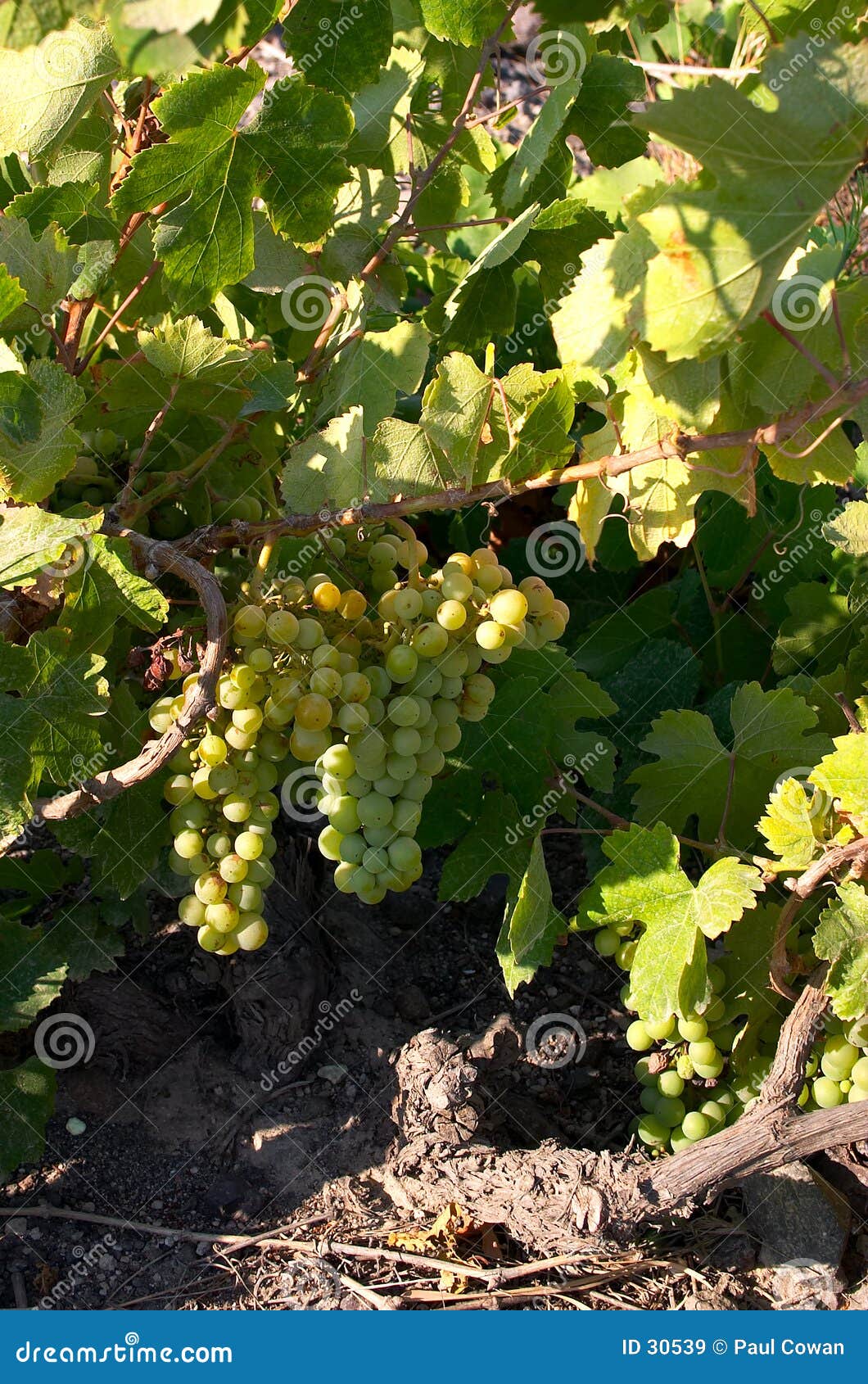 Grapes on the vine stock image. Image of fruit, green, ripening - 30539