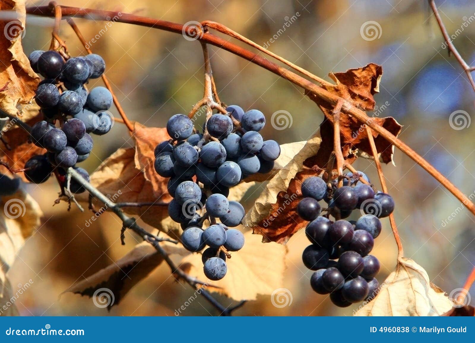 Grapes on vine stock photo. Image of vineyards, withered - 4960838