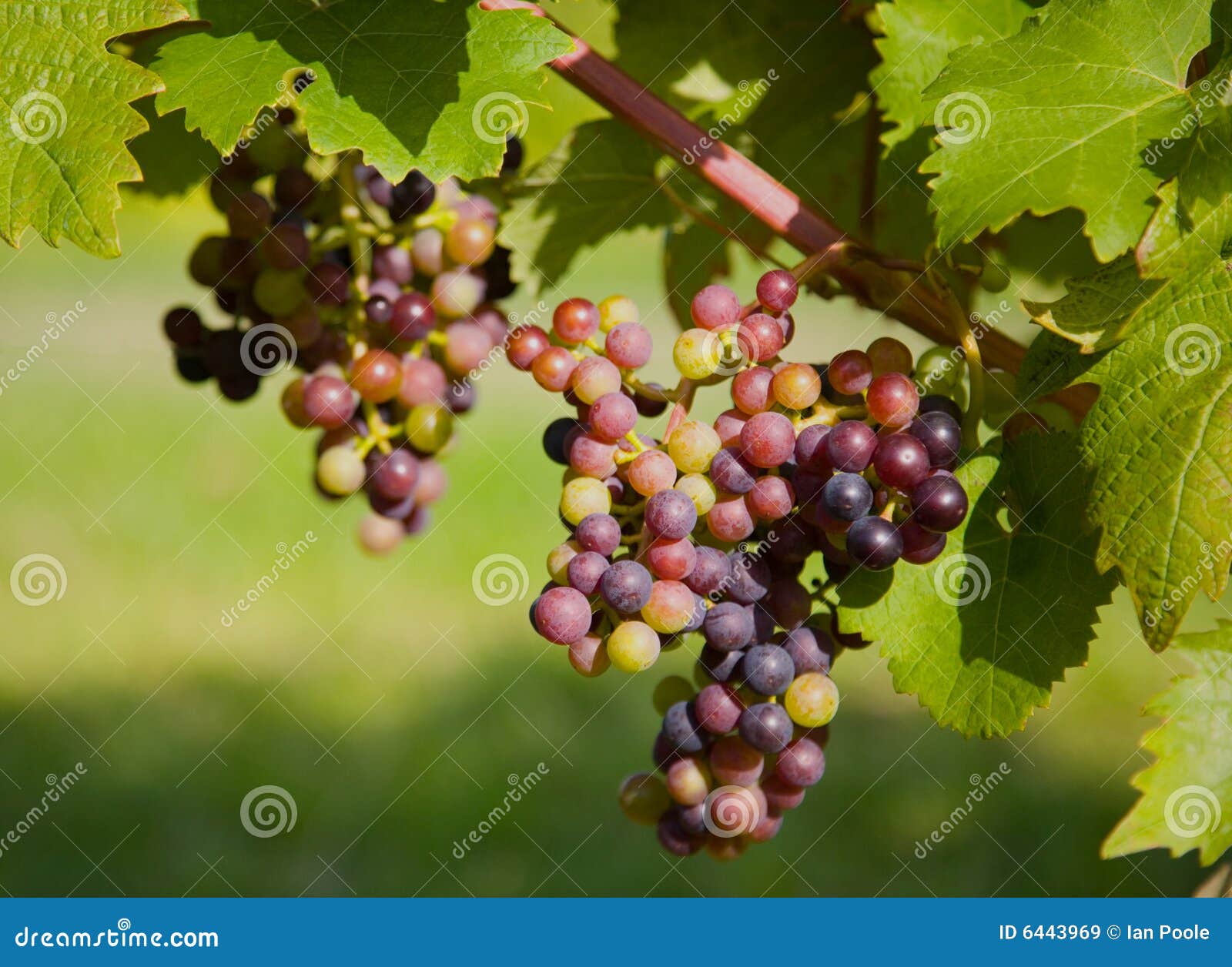 Grapes on a vine stock image. Image of plant, drink, lifestyle - 6443969