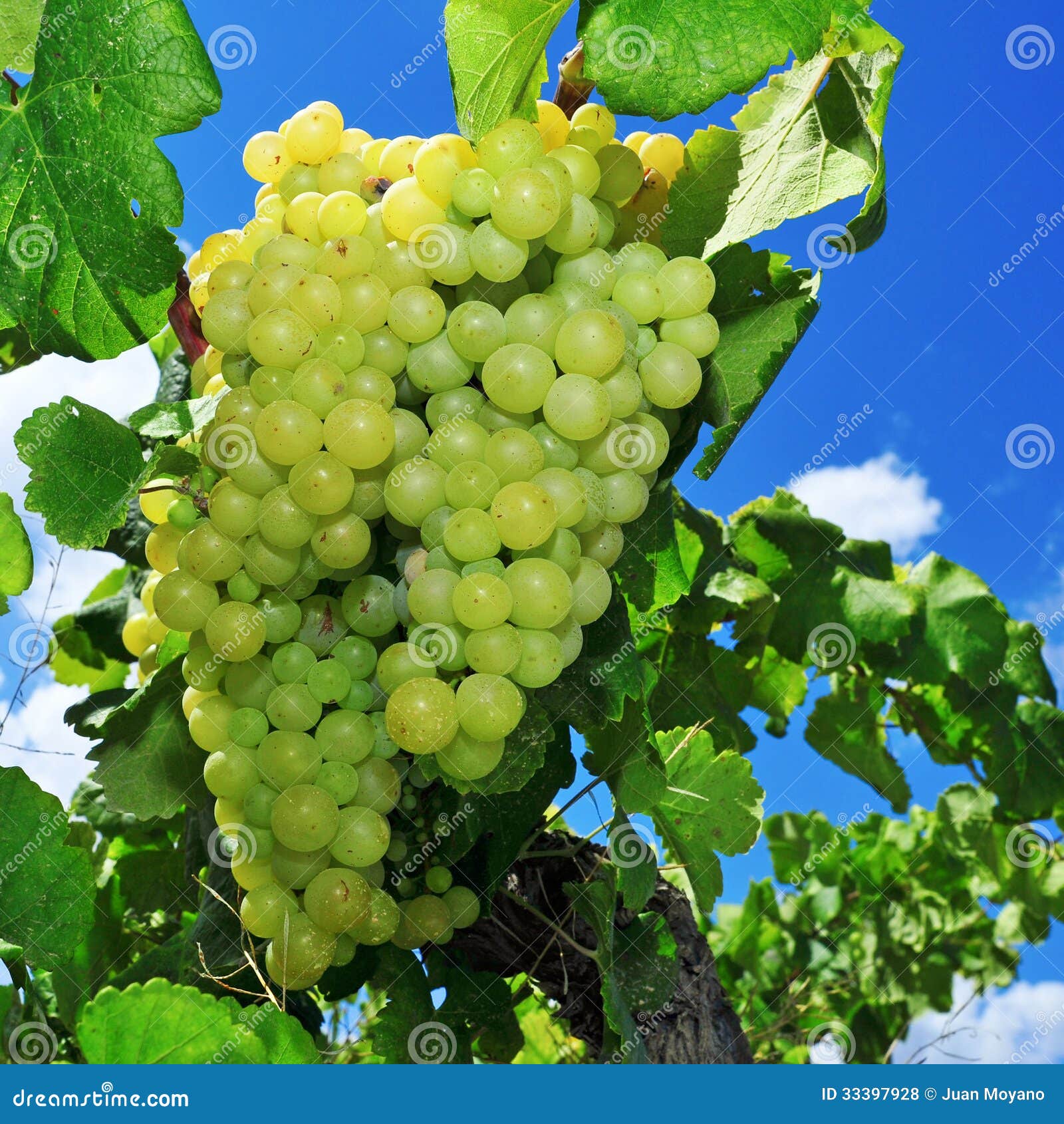 Grapes on a vine stock photo. Image of plant, nature - 33397928