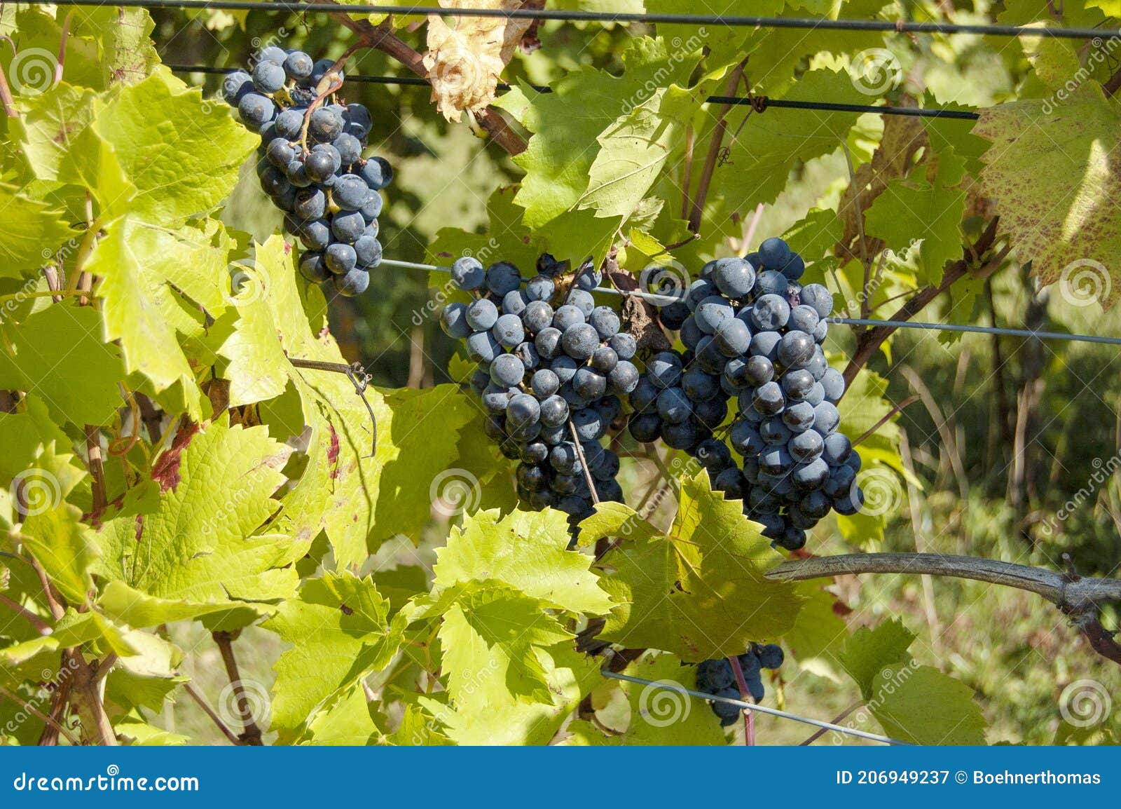 Grapes on Vine in a German Vineyard Stock Image - Image of agriculture ...
