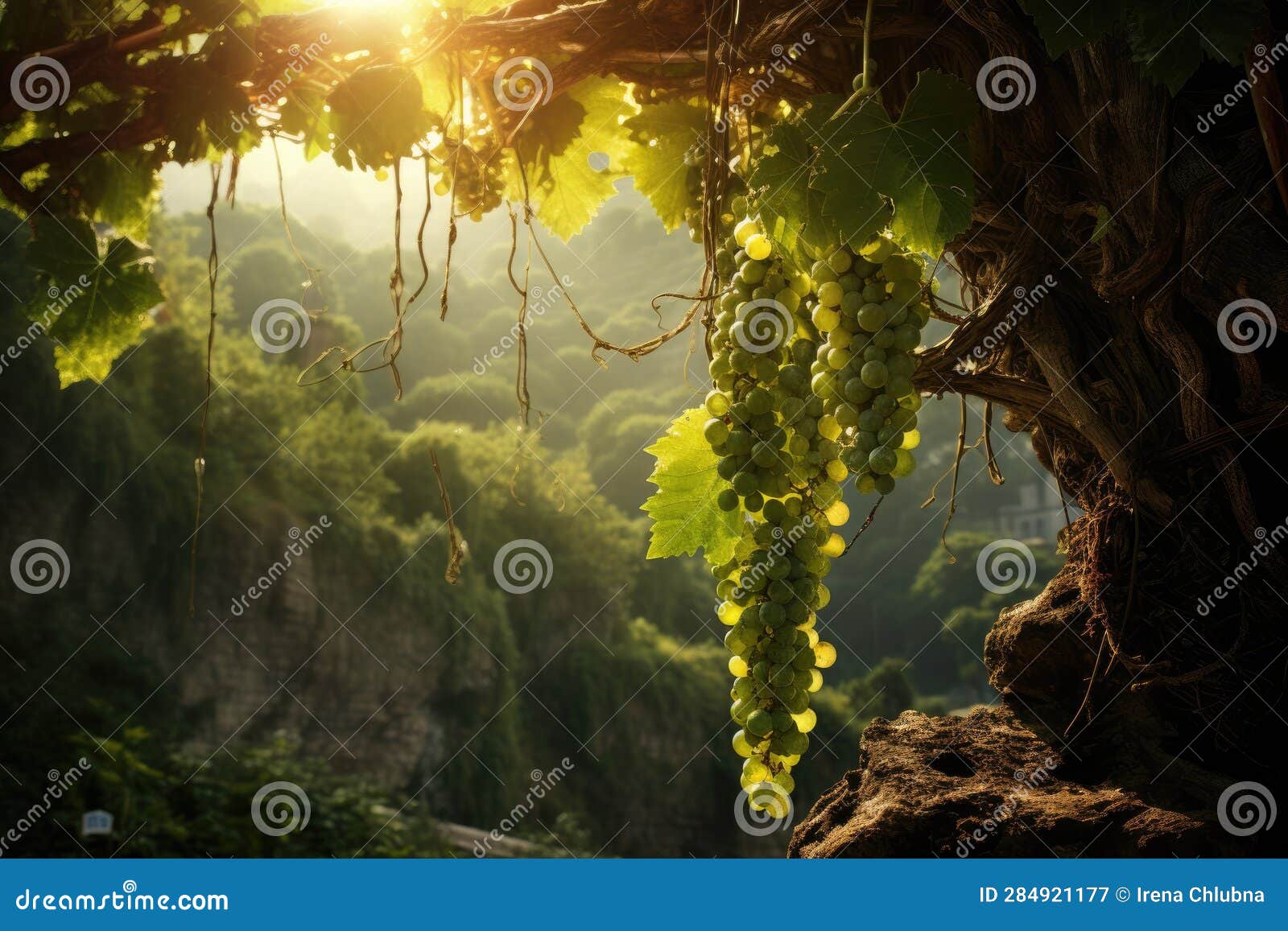 Grapes on the Vine of Grape Trees. Generative AI Stock Illustration ...