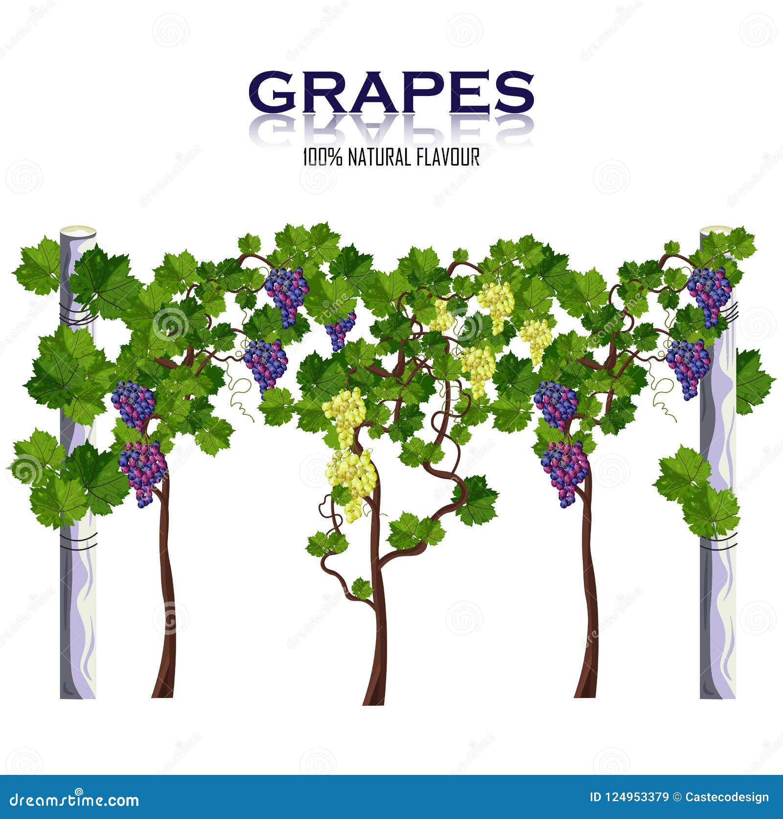Grapes On A Vine In Midsummer. Generative Ai Stock Photo ...