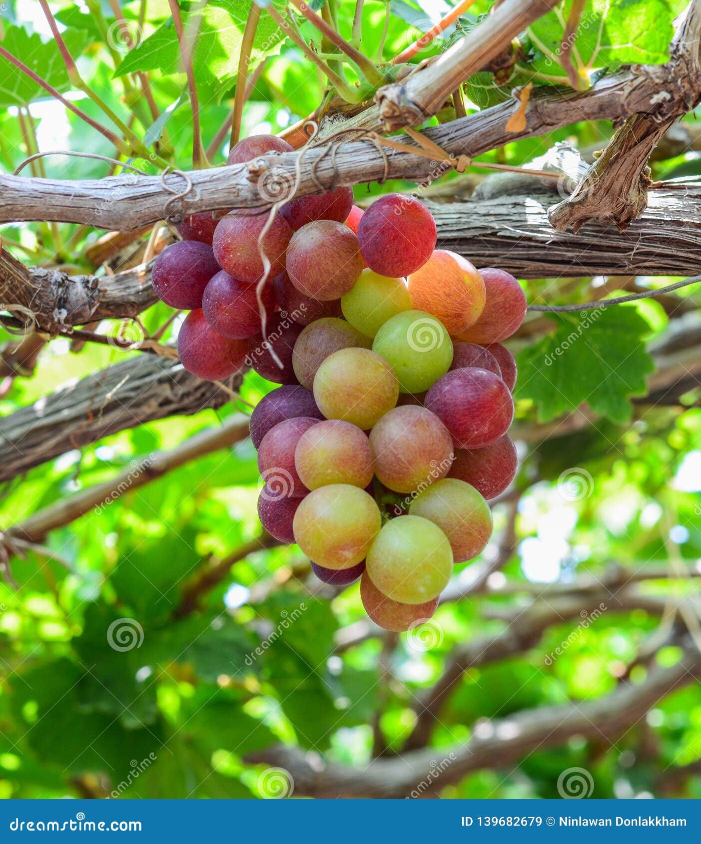 Grapes on the Vine at Summer Day Stock Image - Image of plant ...
