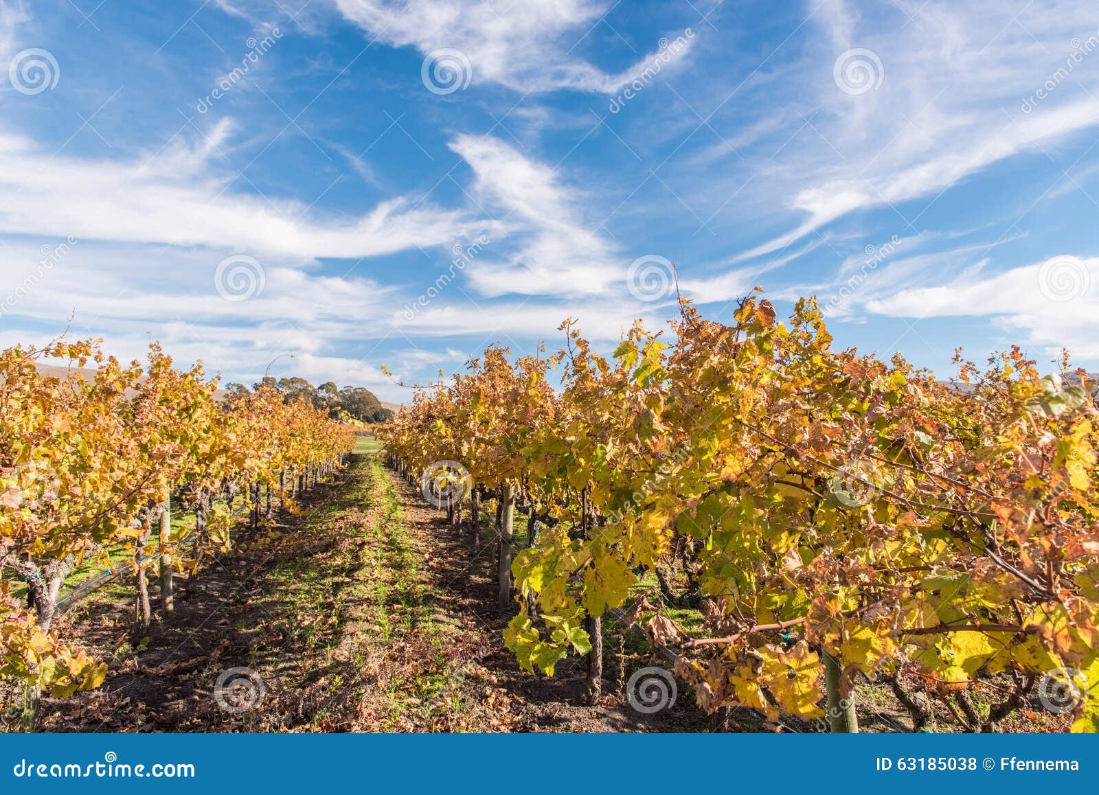 Grapes on the Vine Surround Golf Course Stock Photo - Image of yellow ...