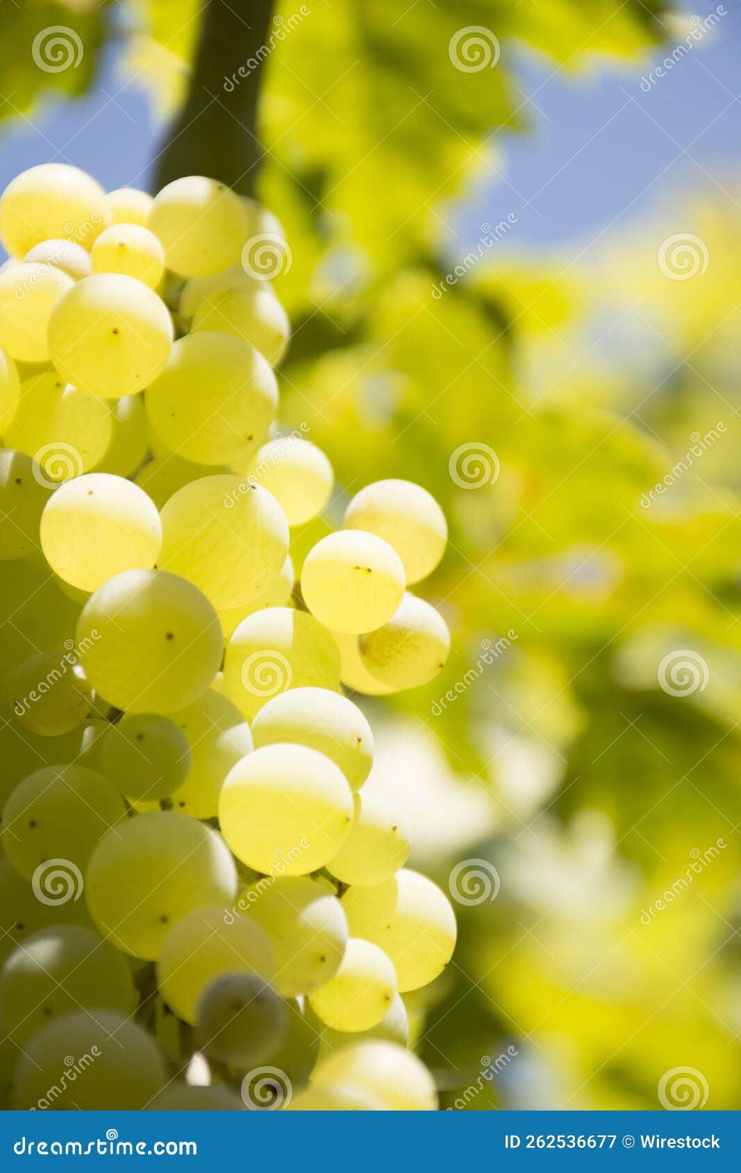 Grapes on the vine tree stock image. Image of bluesky - 262536677