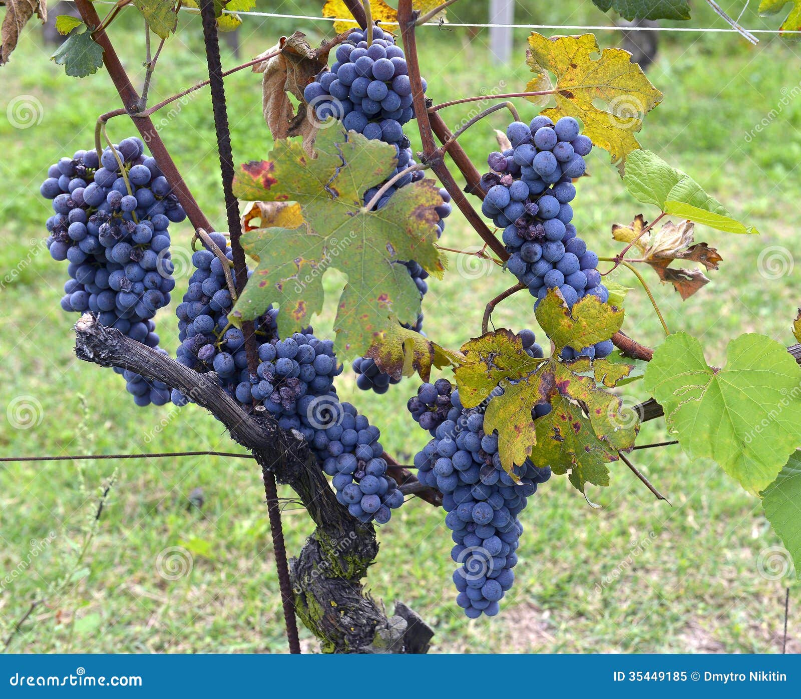 Grapes on the vine stock image. Image of merlot, bunch - 35449185
