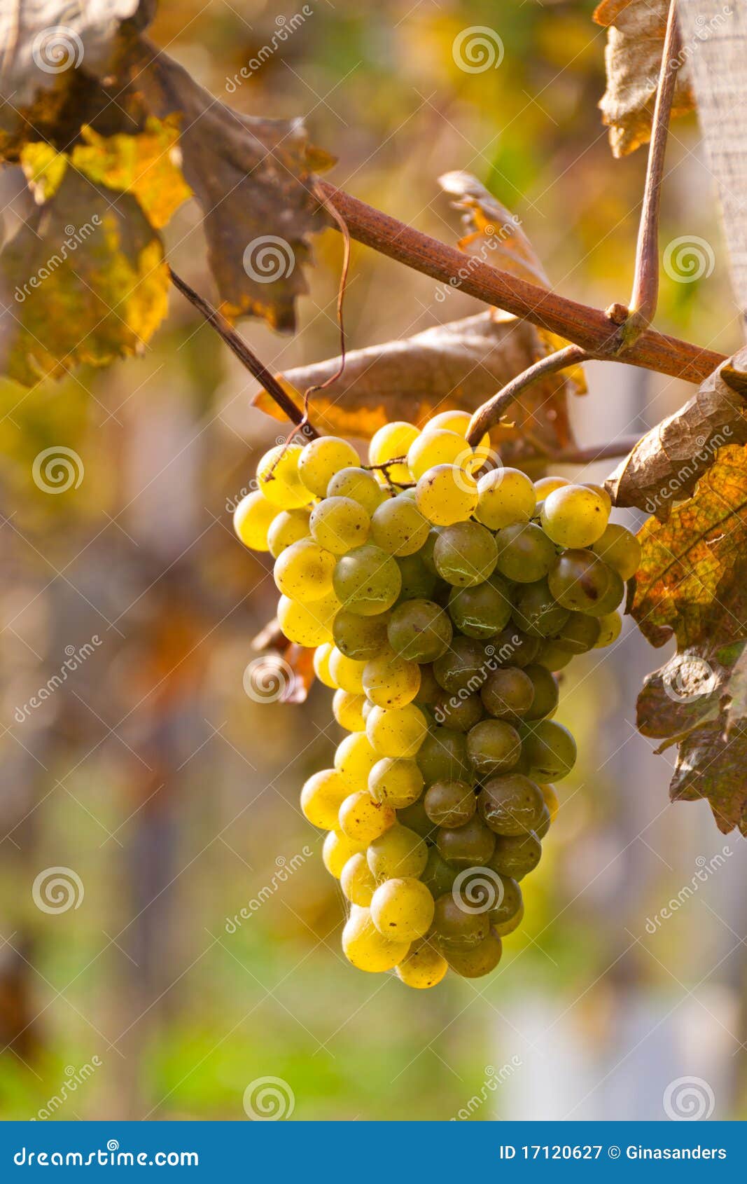 Grapes and vines in autumn stock image. Image of wine - 17120627