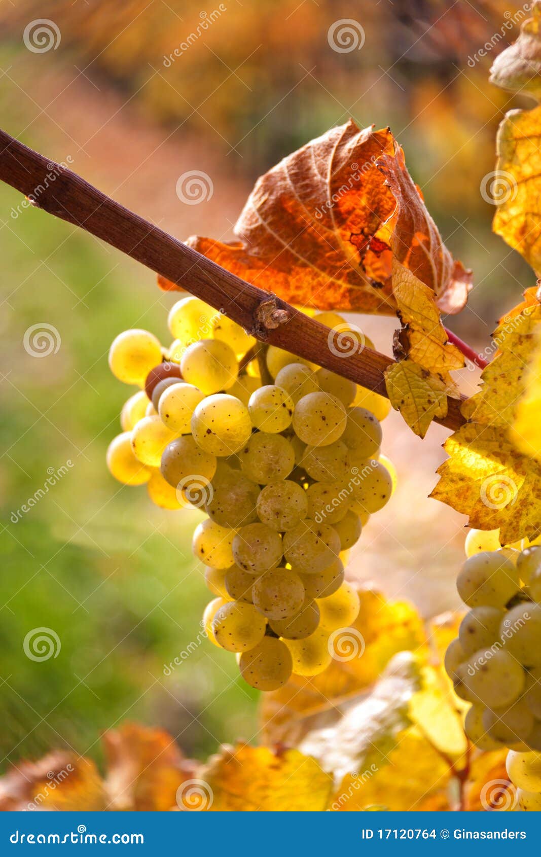Grapes and vines in autumn stock photo. Image of wine - 17120764