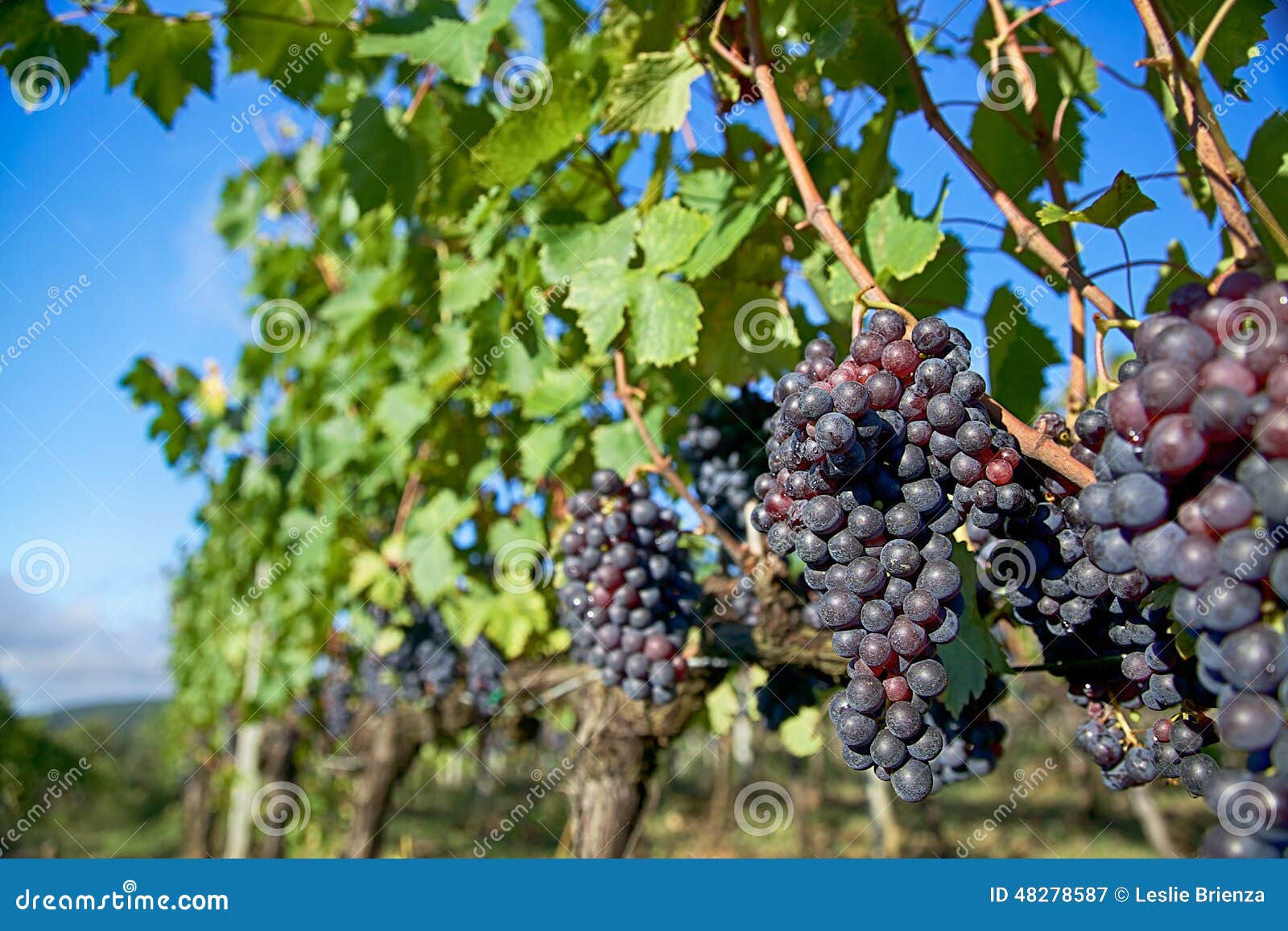 Grapes on Vines with Blue Sky Stock Image - Image of country, making ...