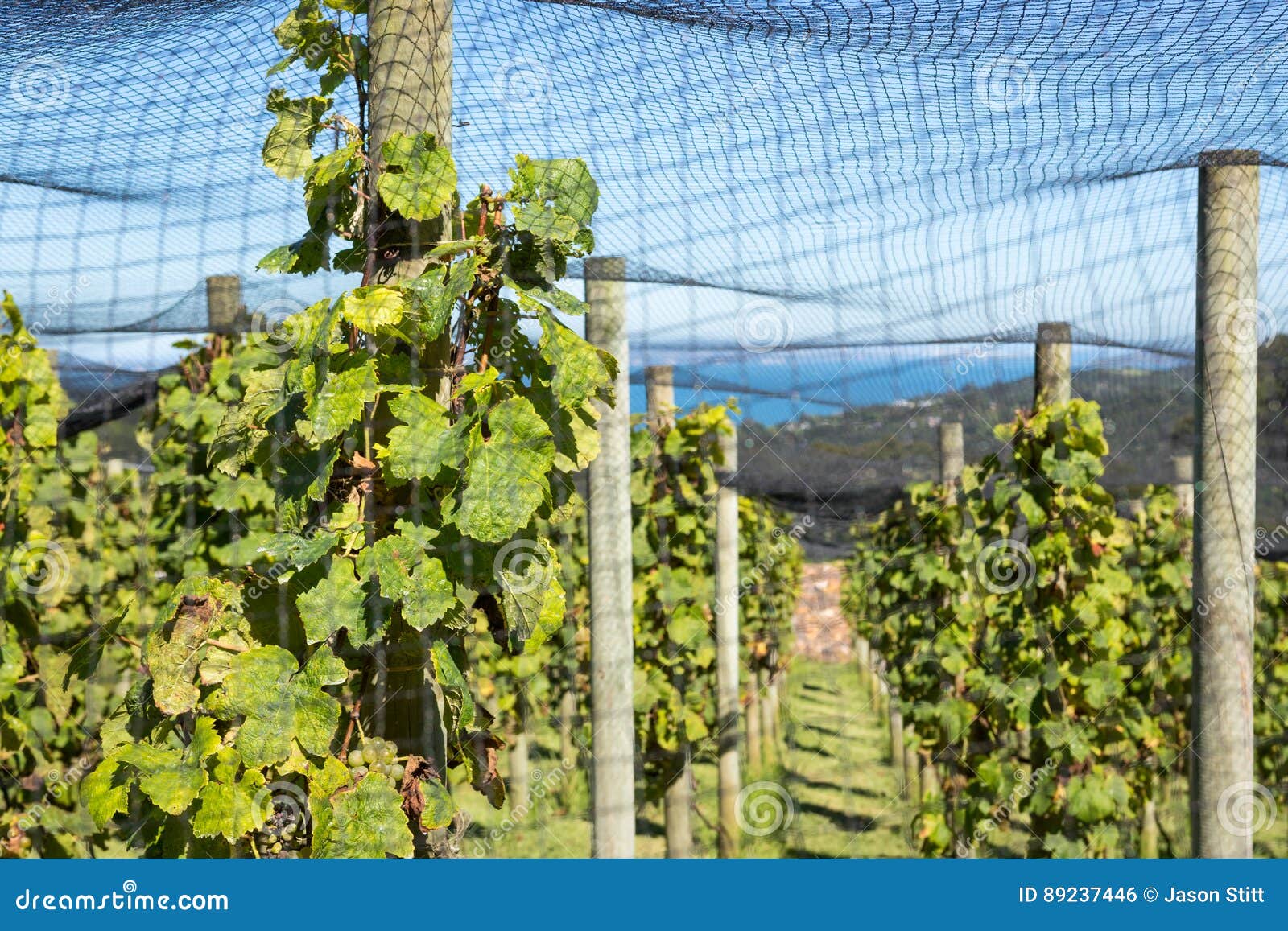 Grapes Vines Under Nets stock photo. Image of yard, growing - 89237446