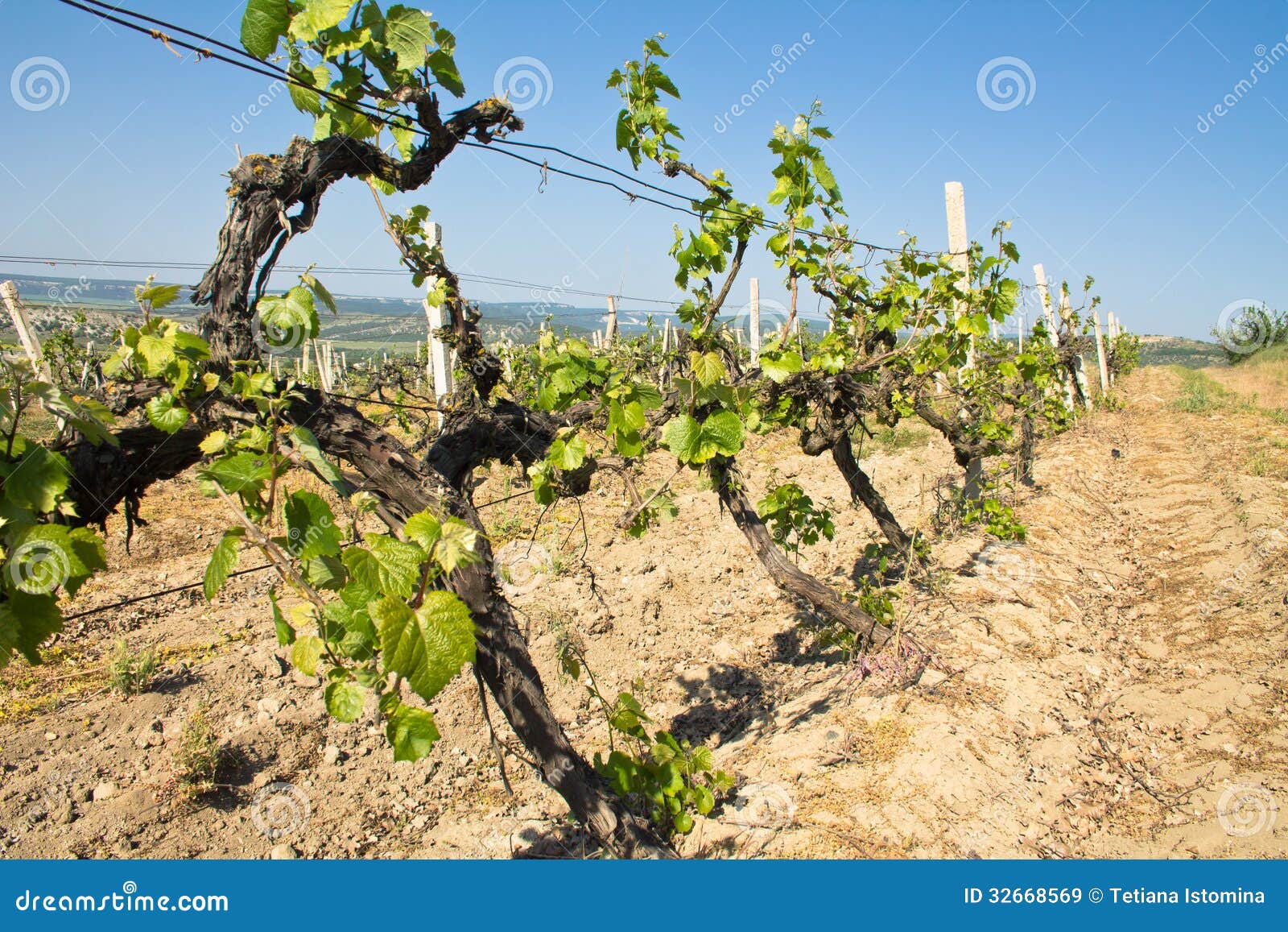 Grapes Vines in Vineyard during Spring Stock Image - Image of foliage ...