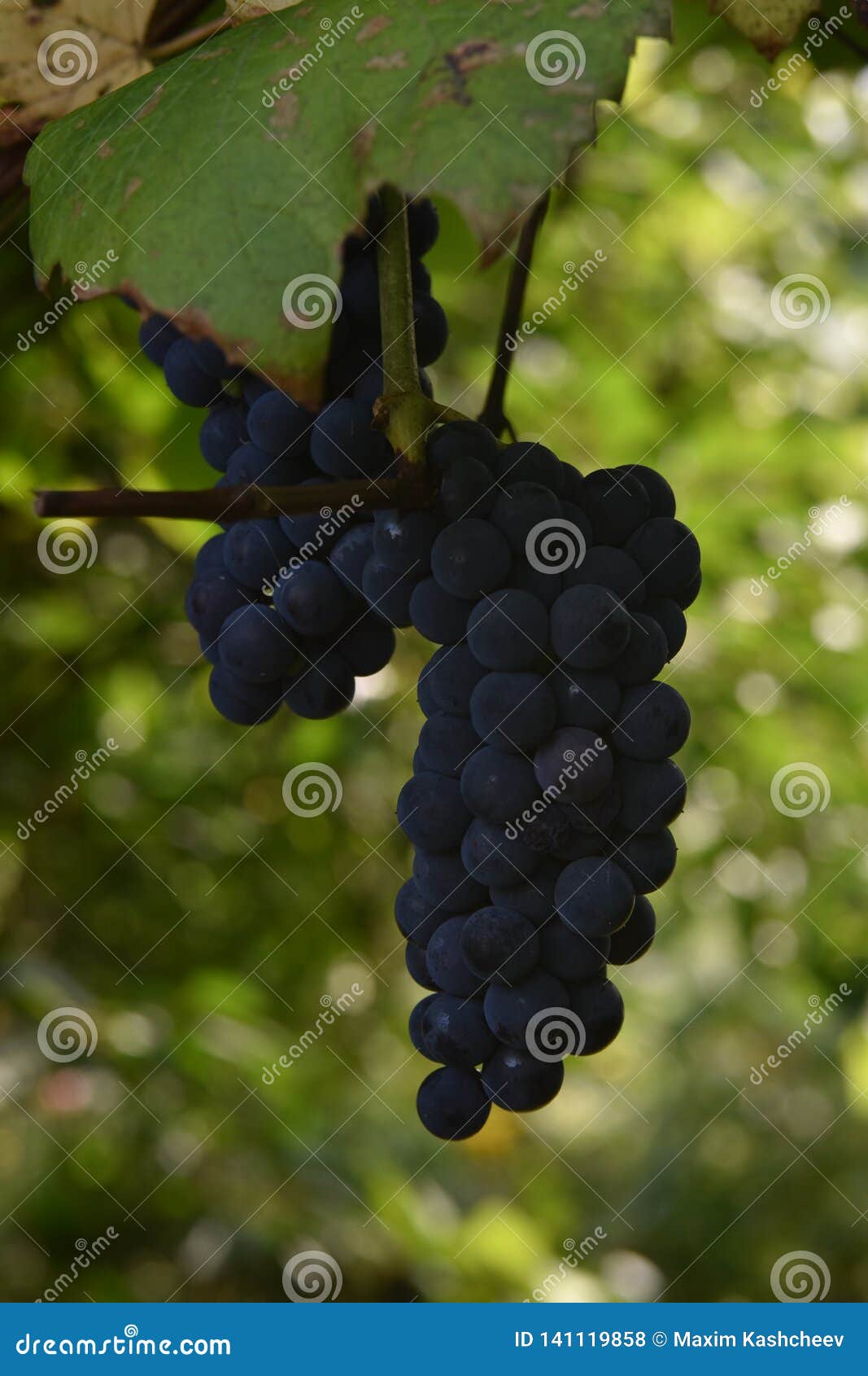 Grapes in Vineyard, Isabella Wine Grapes Stock Photo - Image of ...