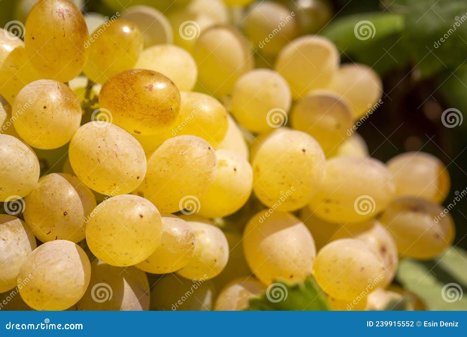 Grapes Vineyard, Sultani Grapes, Izmir - Turkey Stock Photo - Image of ...
