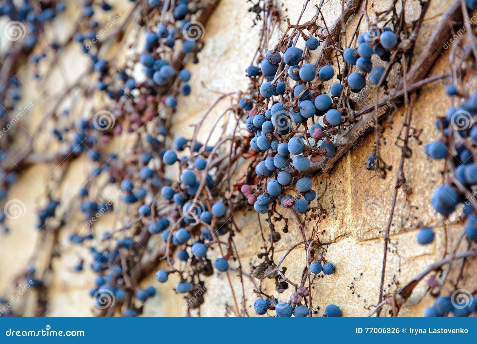 Grapes on the wall. stock photo. Image of ripe, garden - 77006826