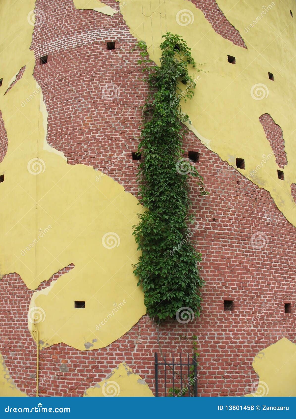Grapes on the Wall of the Tower of Ruin. Pushkin Stock Photo - Image of ...