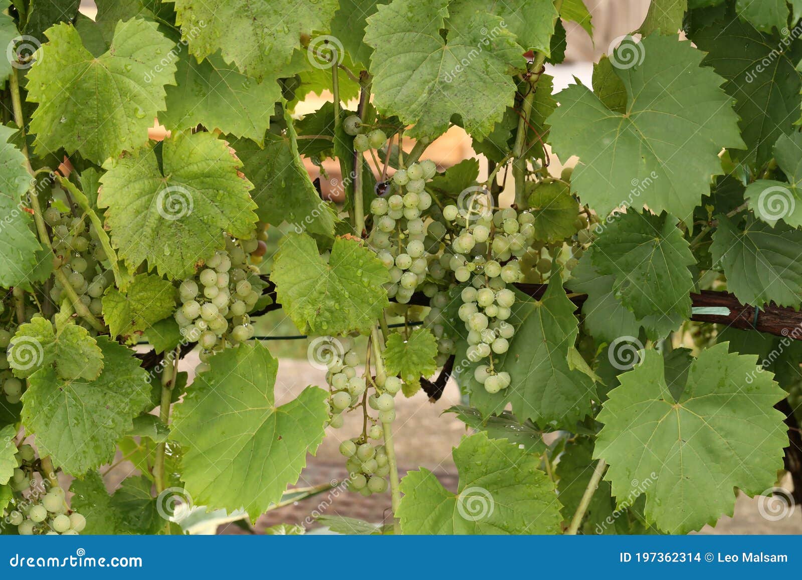 Grapes White Wine on Tree with Branch Stock Photo - Image of closeup ...