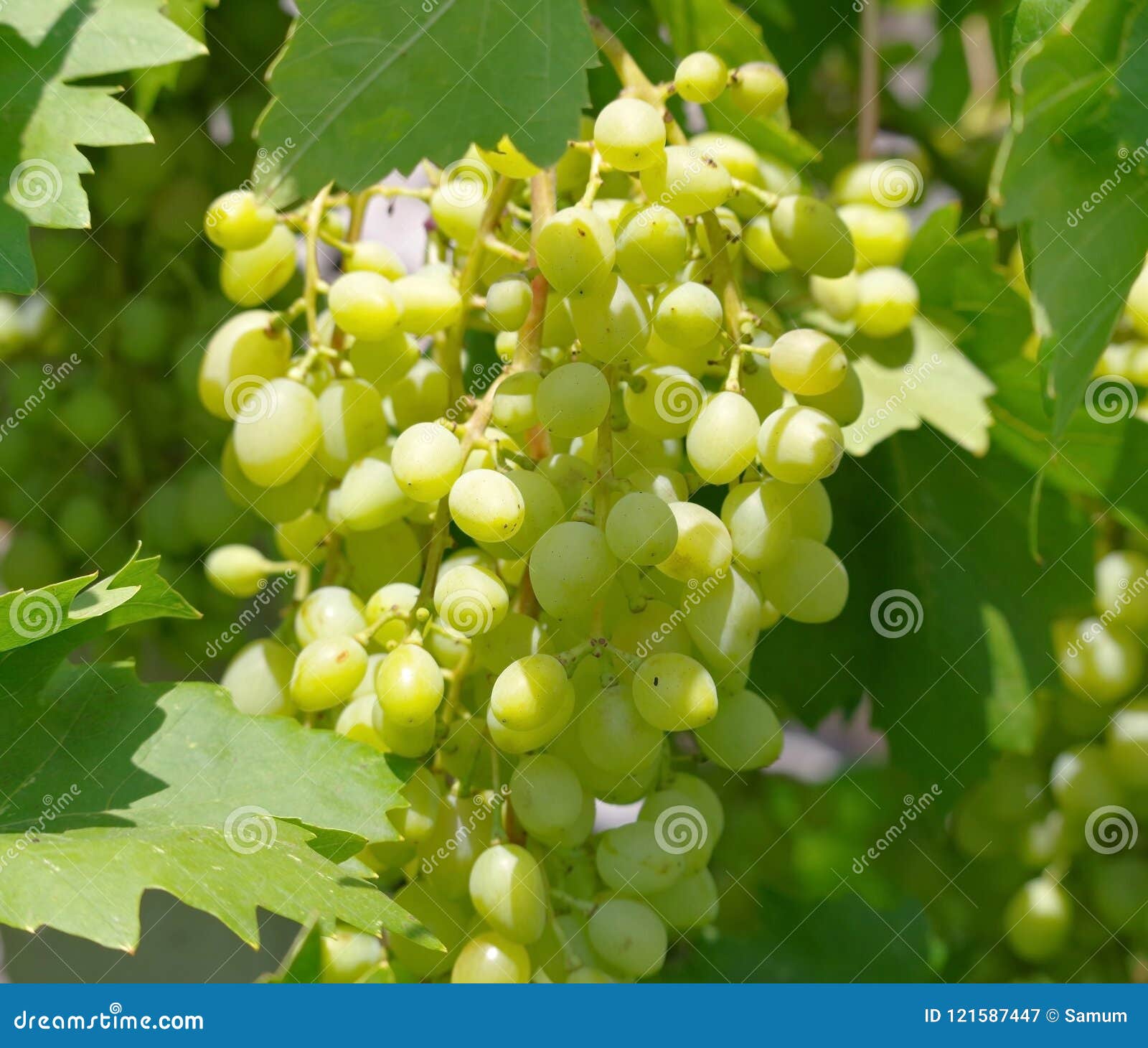Grape vine in a farm stock image. Image of winery, healthy - 121587447