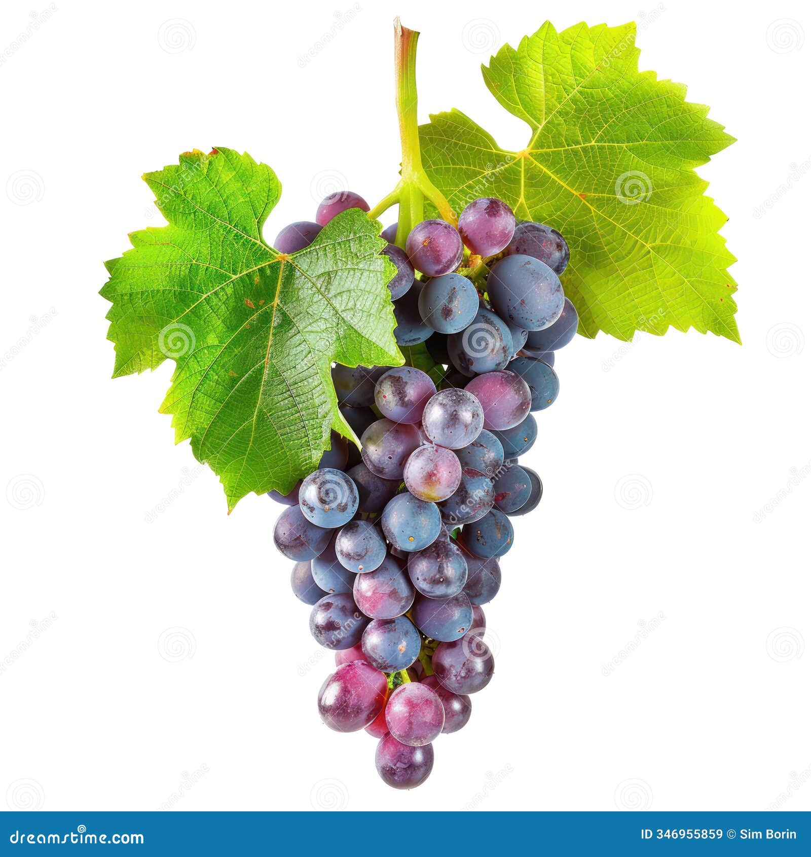 Grapes Wine Front View Isolate on Transparency Stock Illustration ...