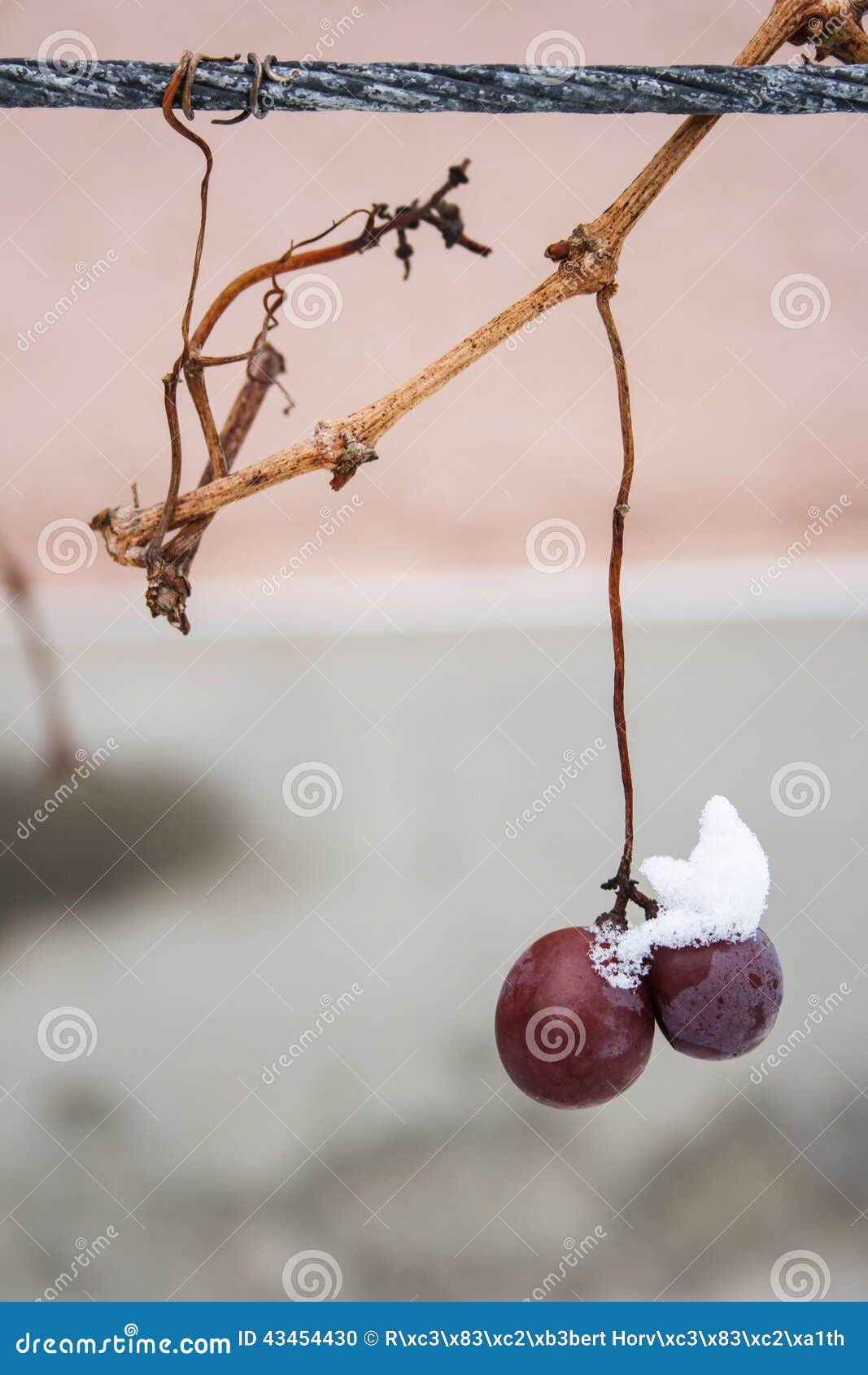 Grapes in winter stock photo. Image of hanging, season - 43454430