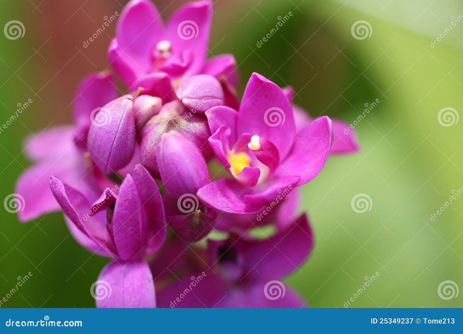 Grapette ground orchid stock image. Image of orchid, bloom - 25349237