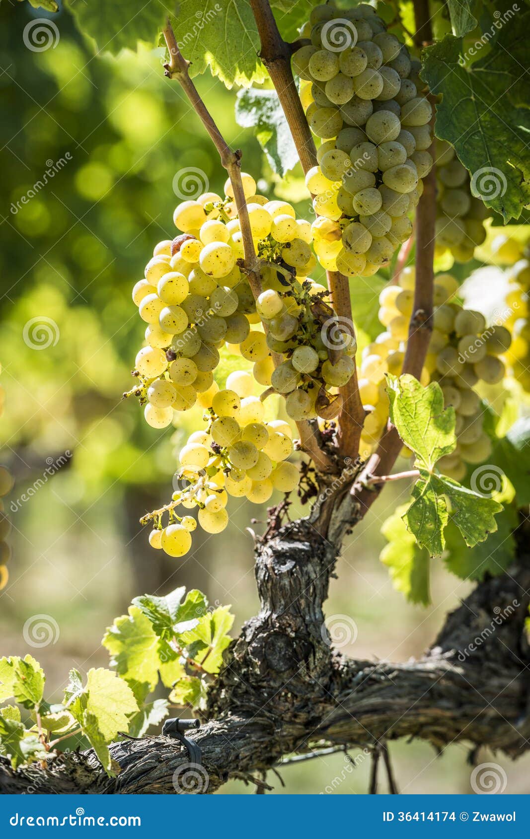 Grapevin Tuscany stock photo. Image of macro, plant, italy - 36414174