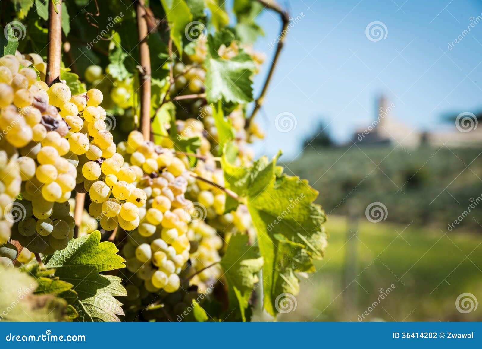 Grapevin Tuscany stock photo. Image of green, plant, berries - 36414202