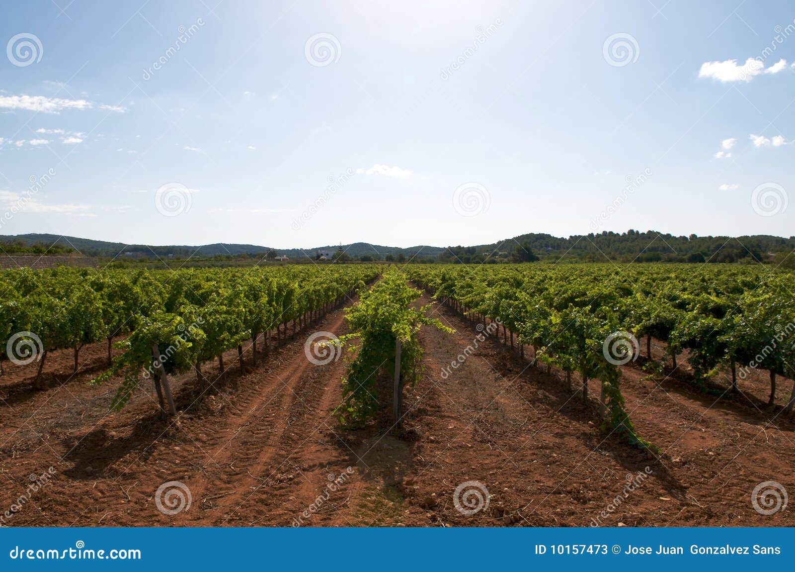 Grapevine stock image. Image of countryside, estate, fresh - 10157473