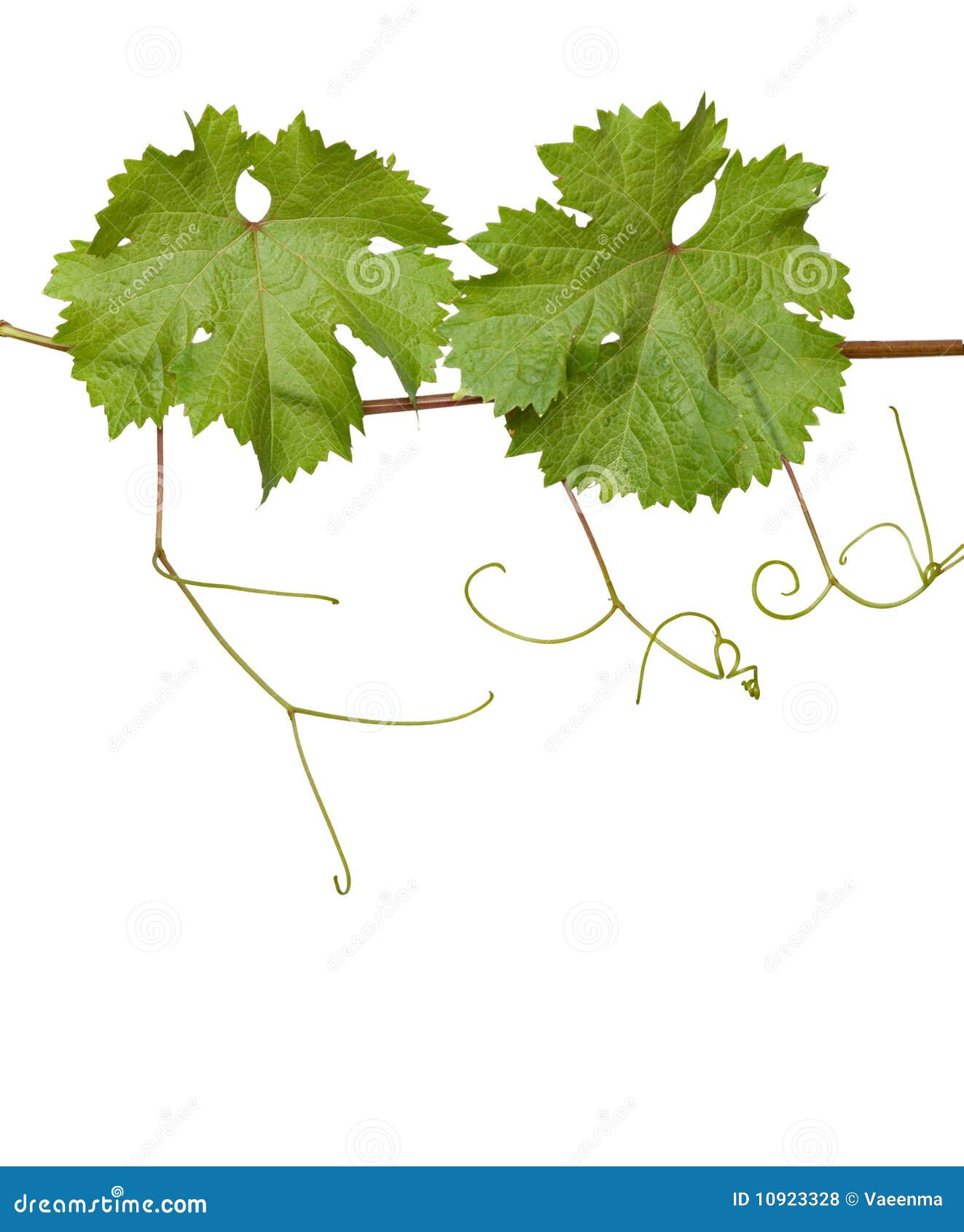 Grapevine stock photo. Image of plant, grapevine, close - 10923328