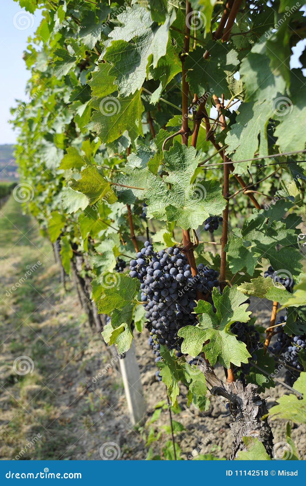 Grapevine stock photo. Image of winery, agricultural - 11142518