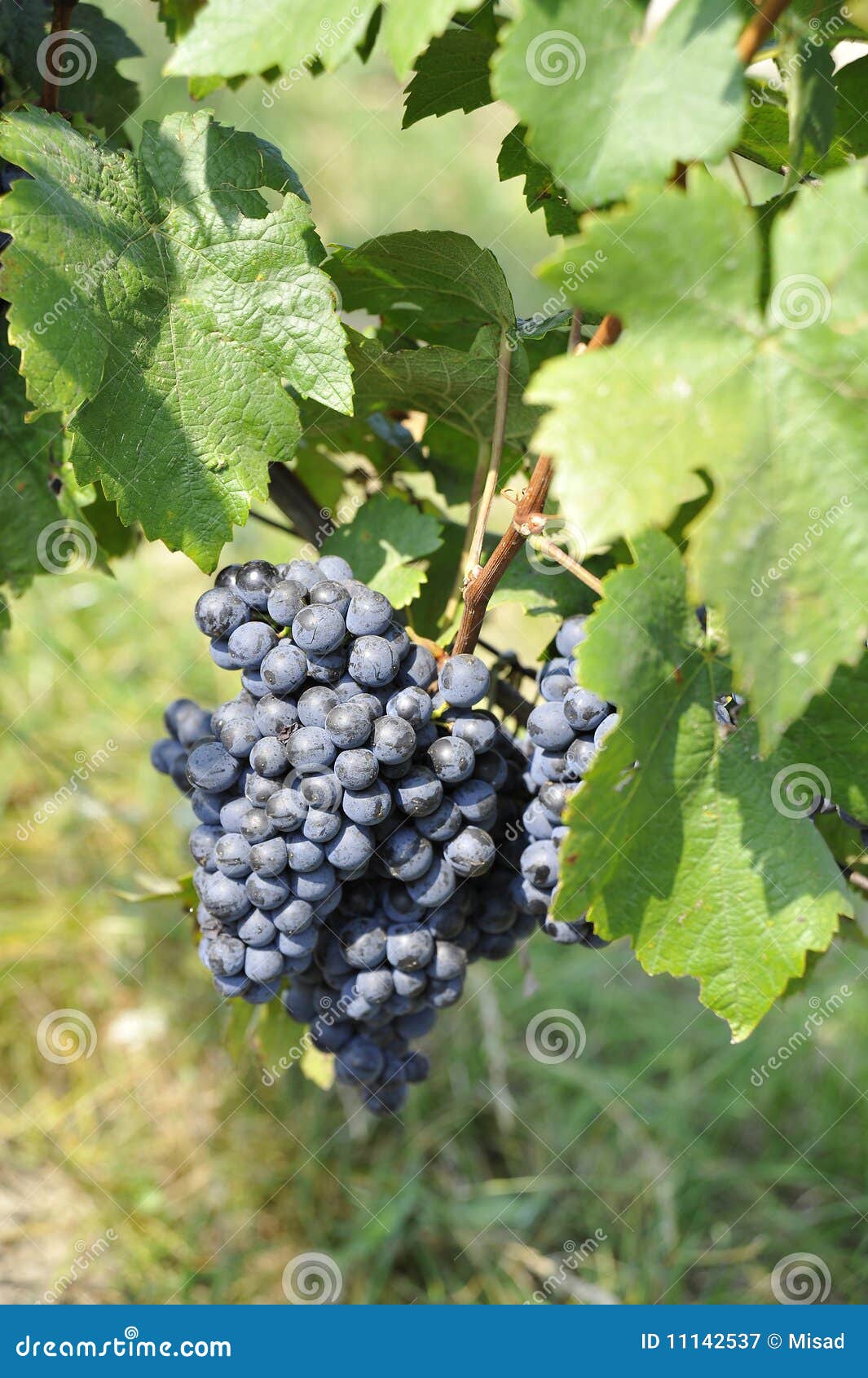 Grapevine stock image. Image of grapes, vineyards, vineyard - 11142537