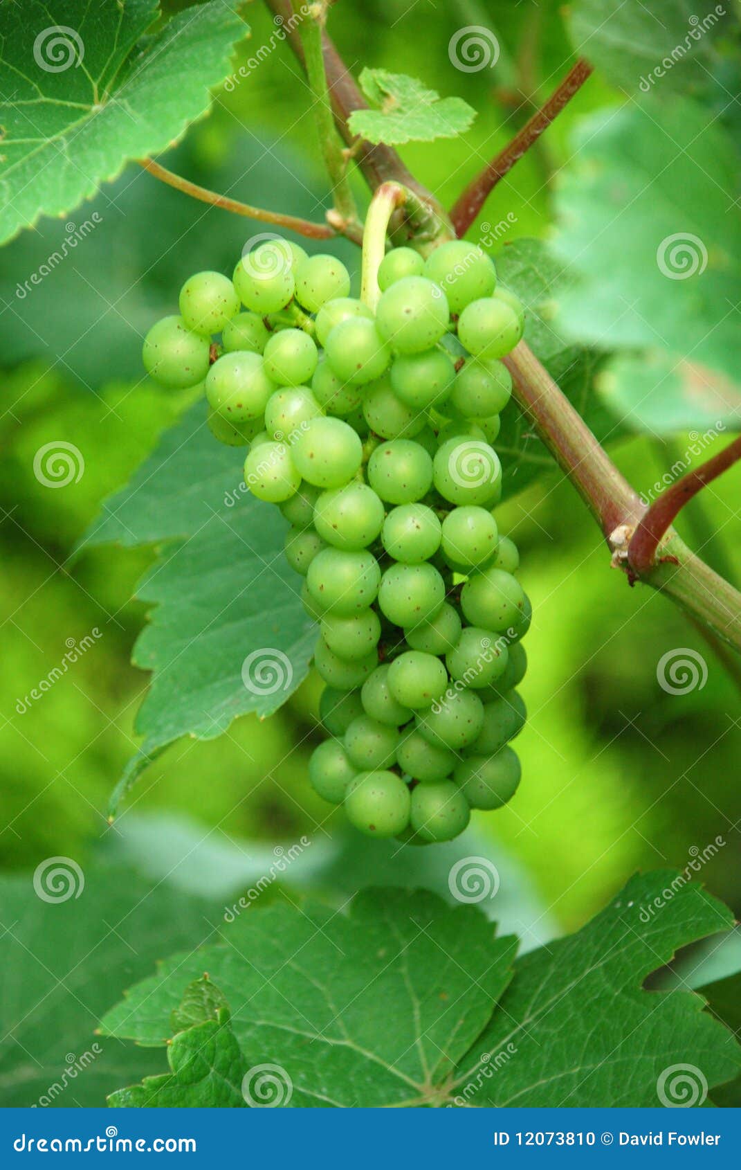 Grapevine stock photo. Image of harvest, stem, fruit - 12073810