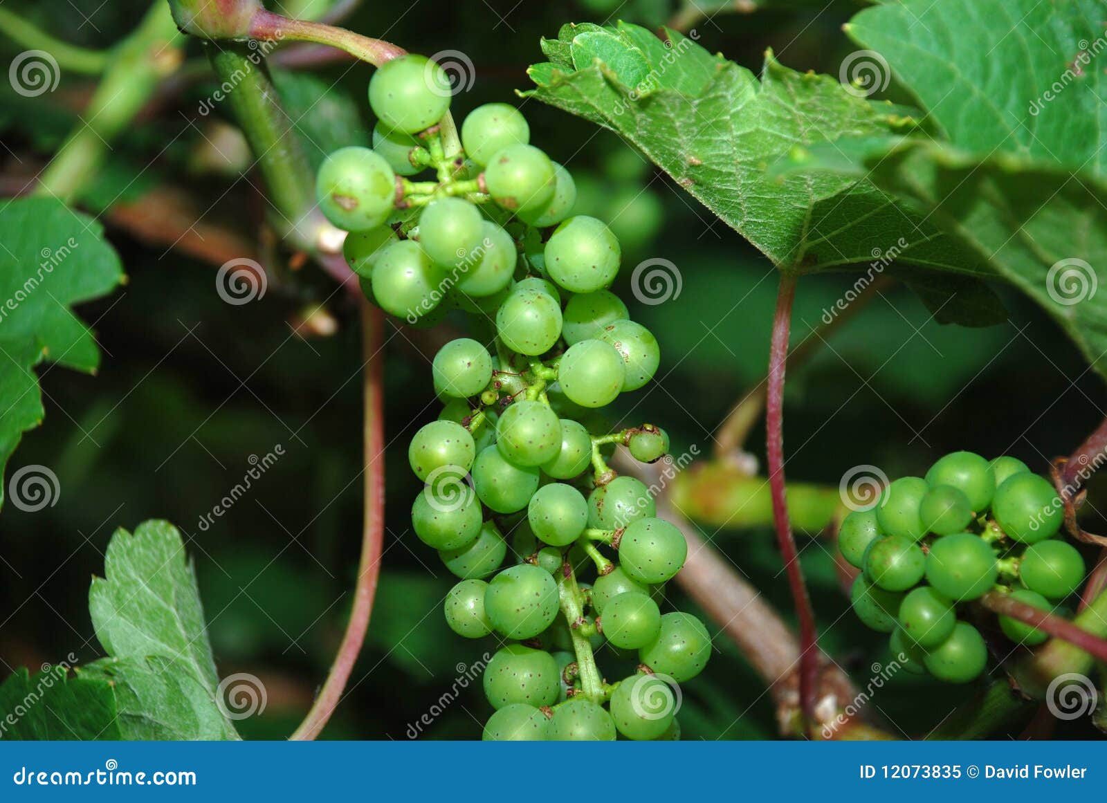 Grapevine stock image. Image of growing, juicy, viticulture - 12073835