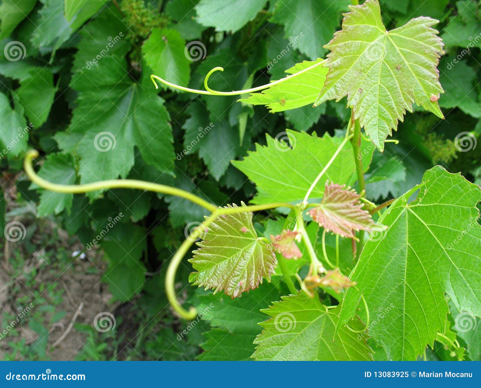 Grapevine stock image. Image of freshness, tear, food - 13083925