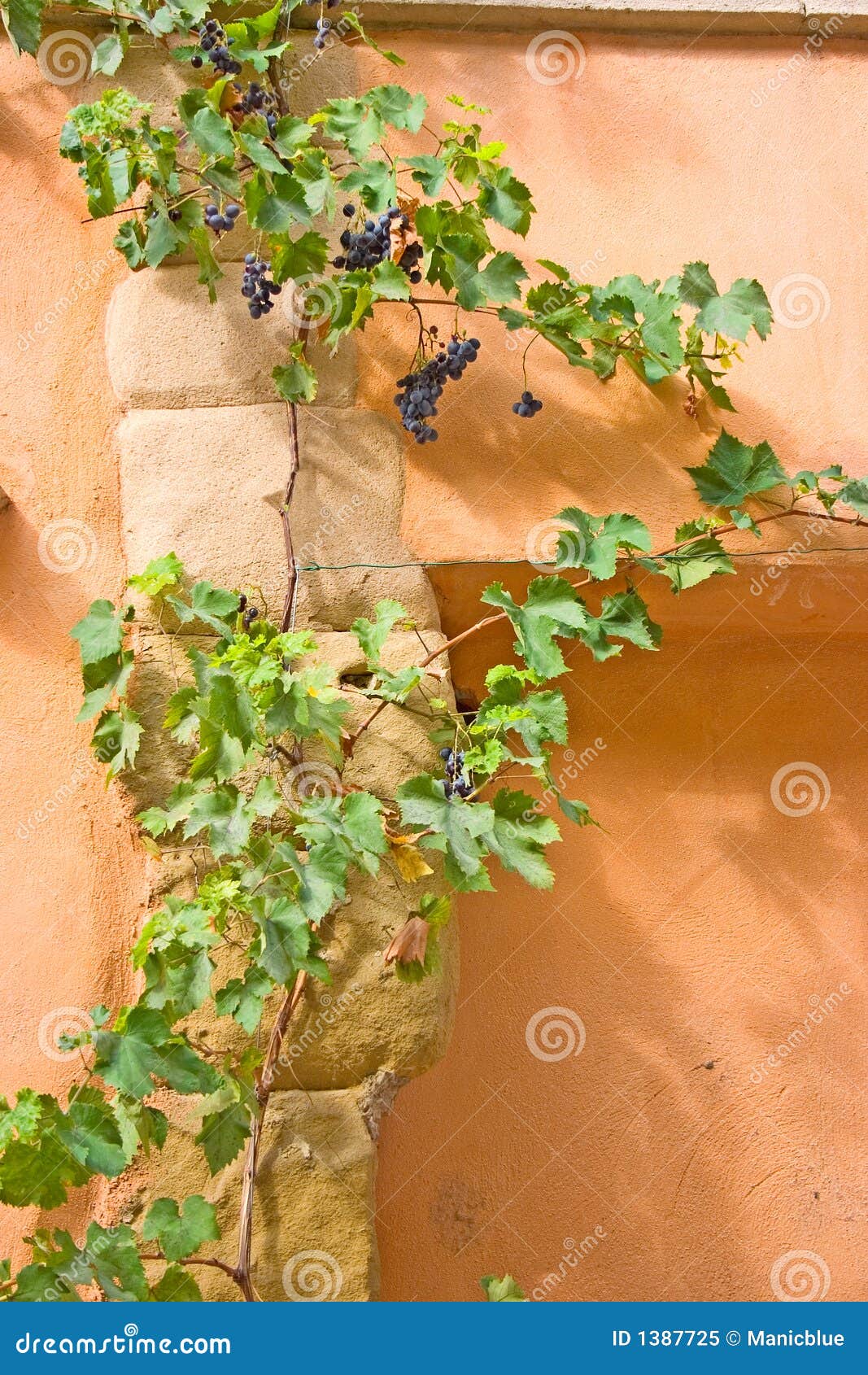 Grapevine stock image. Image of terra, wall, earthenware - 1387725