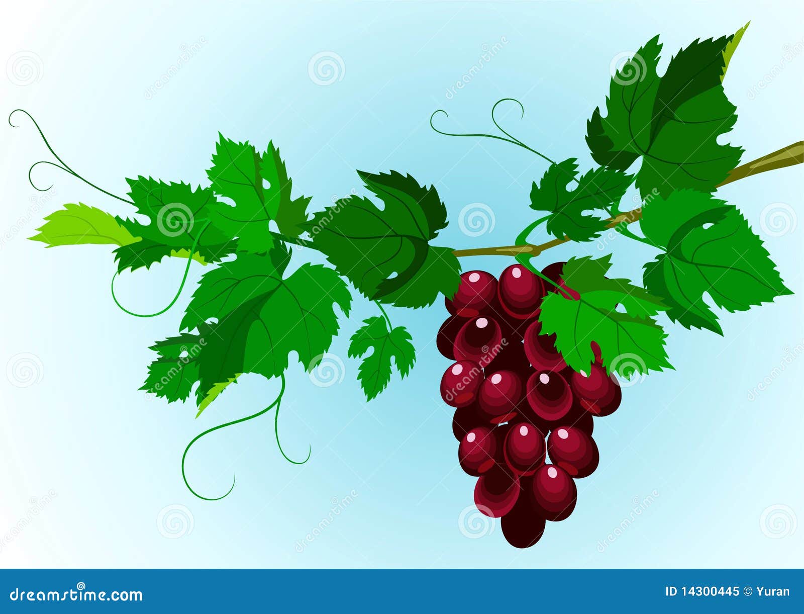 Grapevine Cartoon Vector | CartoonDealer.com #14300445