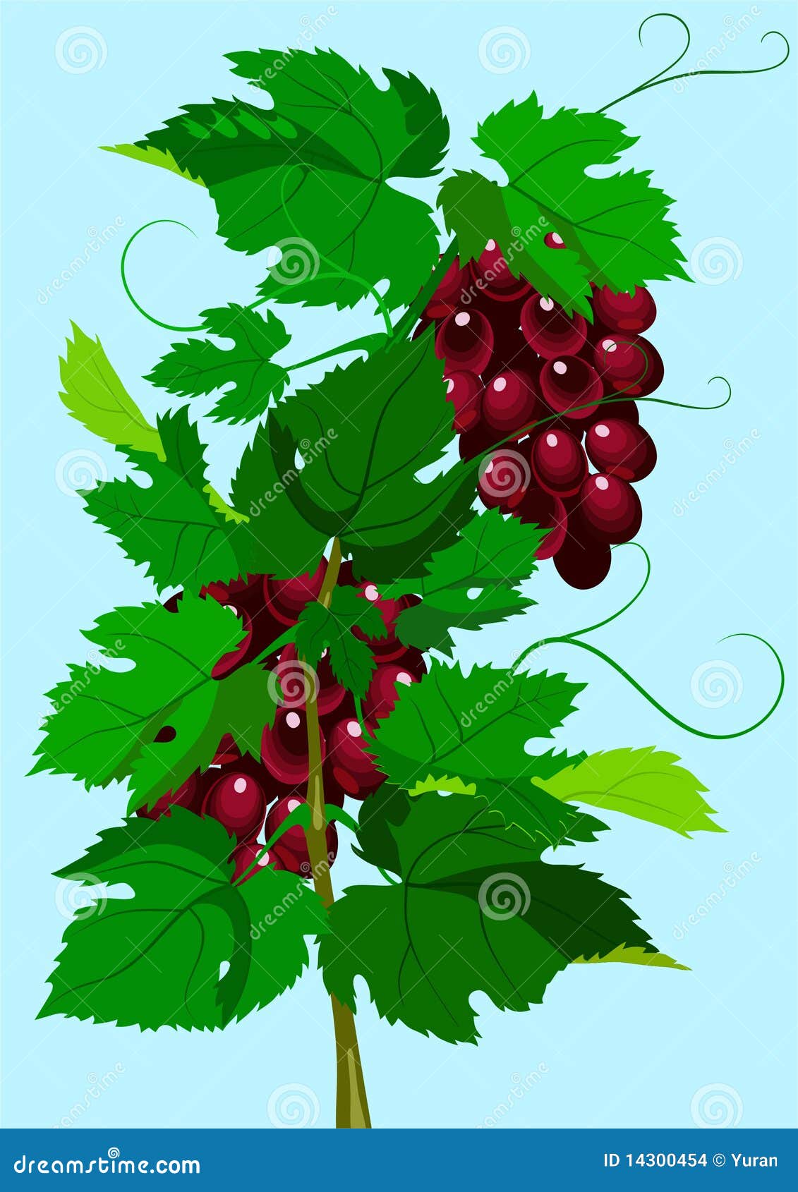 Grapevine stock vector. Illustration of design, nature - 14300454